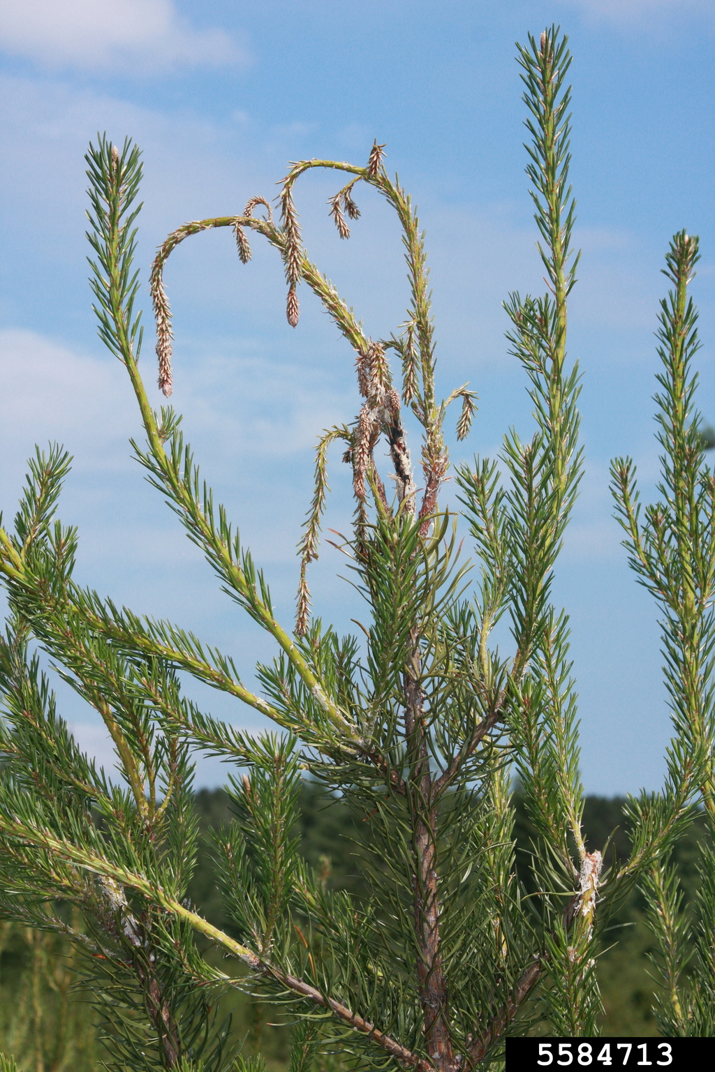 white pine weevil (Pissodes strobi)