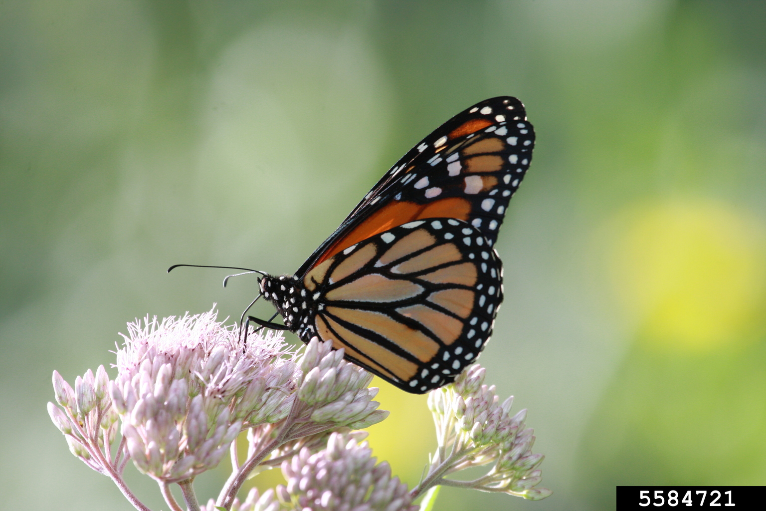monarch butterfly (Danaus plexippus)