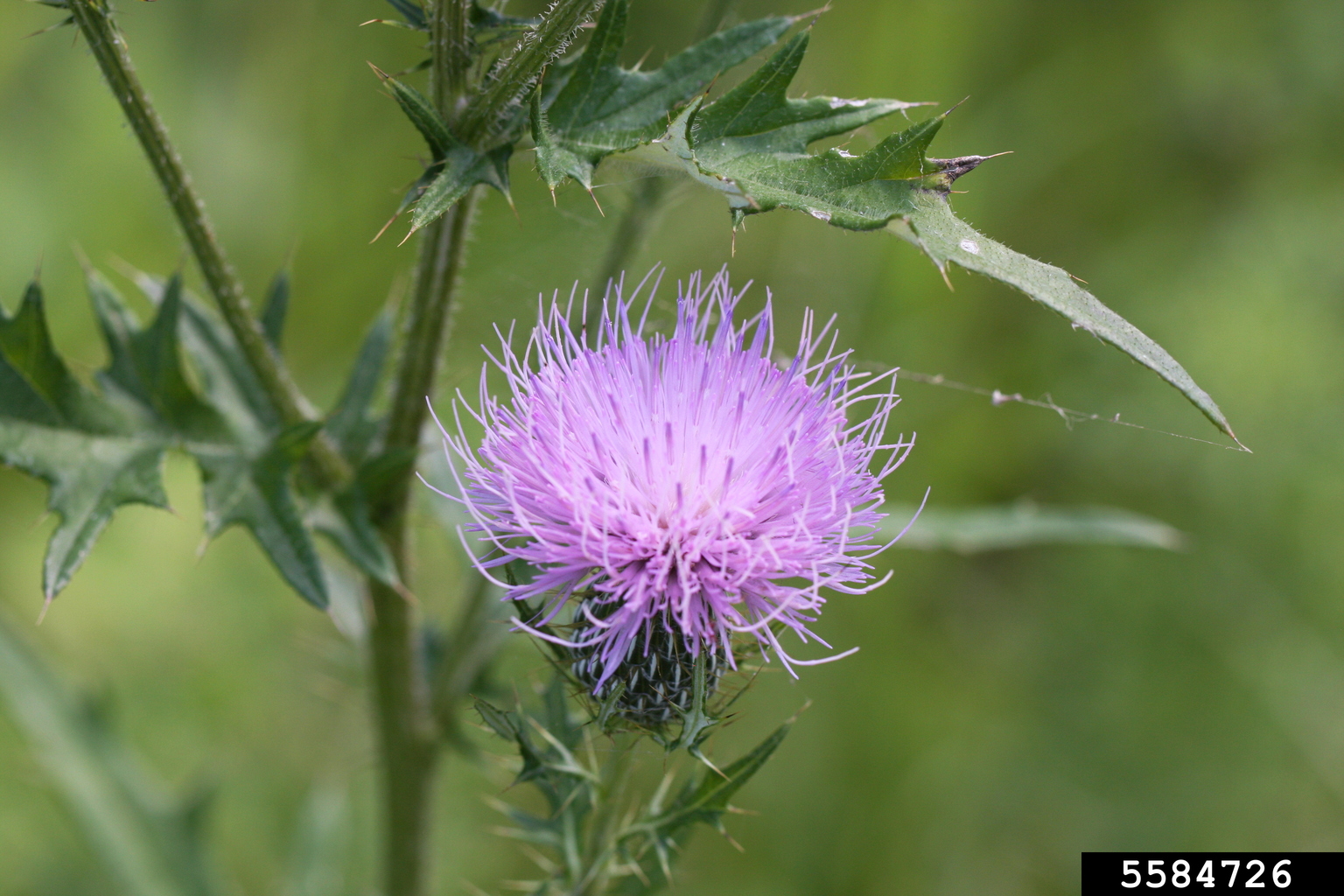 field thistle (Cirsium discolor)