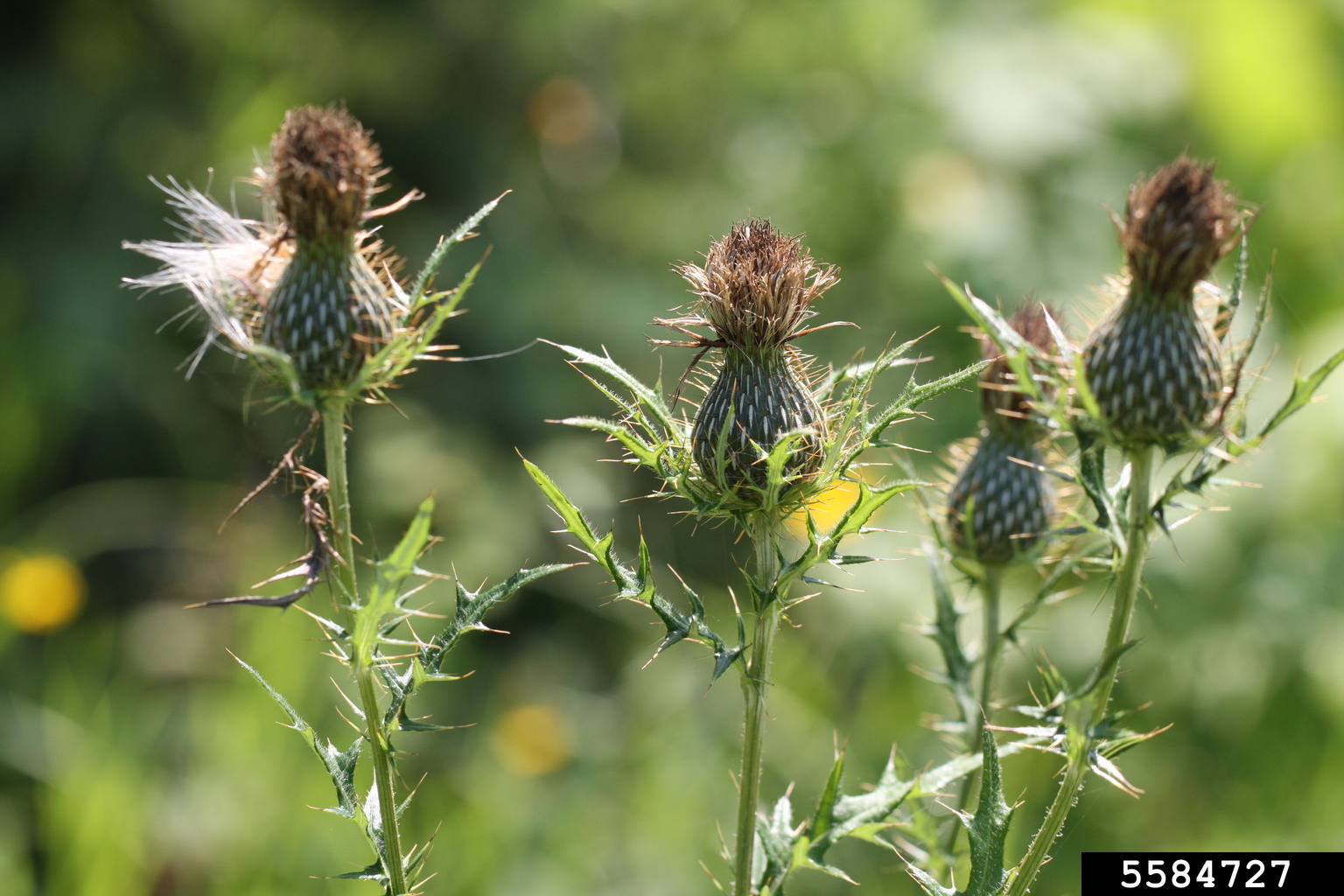 field thistle (Cirsium discolor)