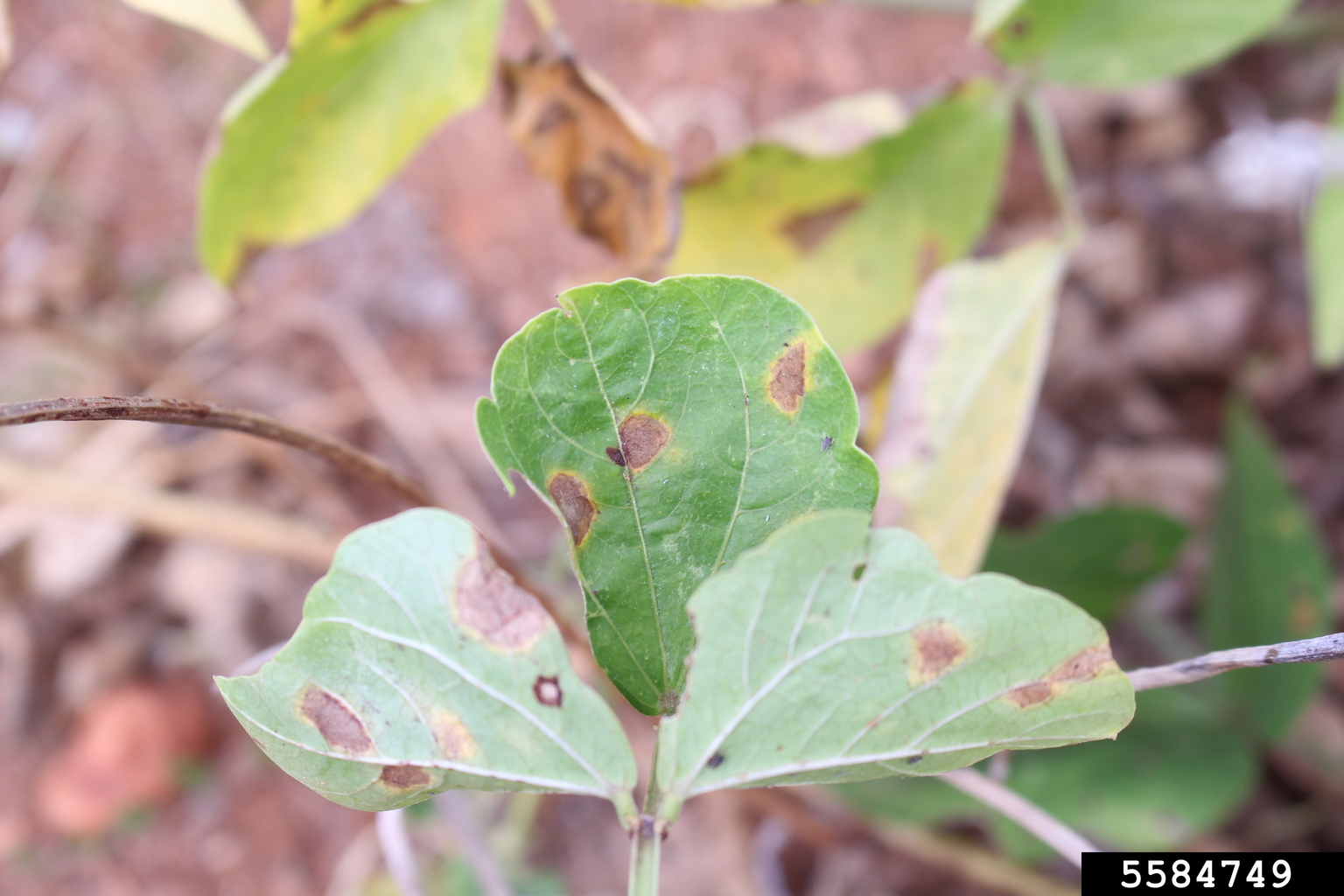 anthracnose (Colletotrichum destructivum O'Gara)