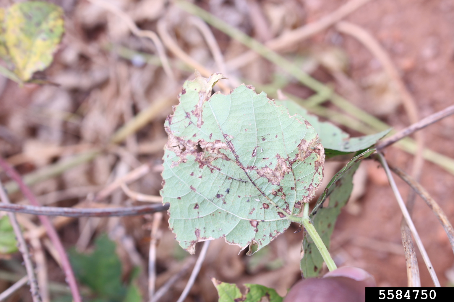 anthracnose (Colletotrichum destructivum O'Gara)