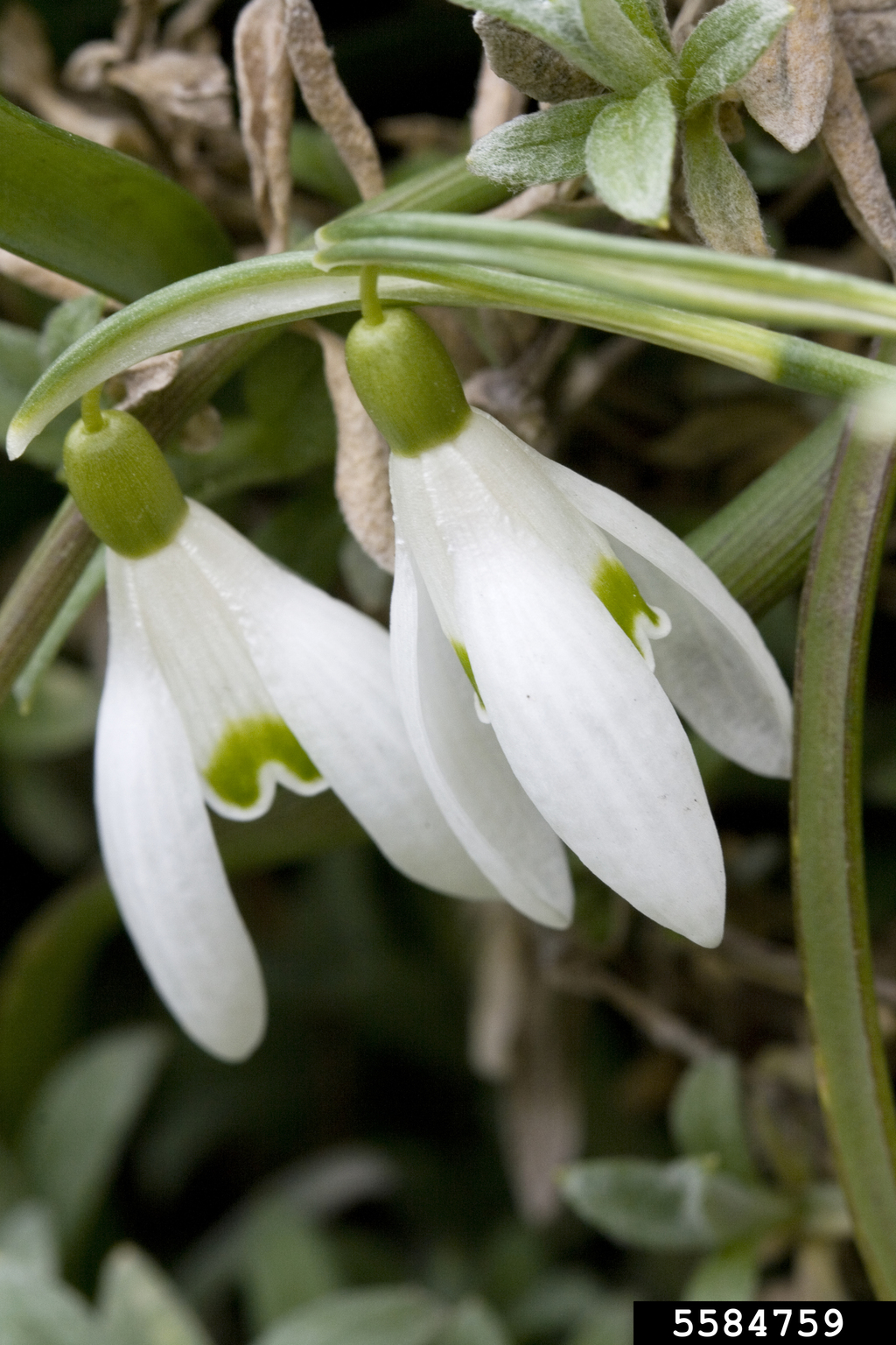 snowdrop (Galanthus nivalis L.)