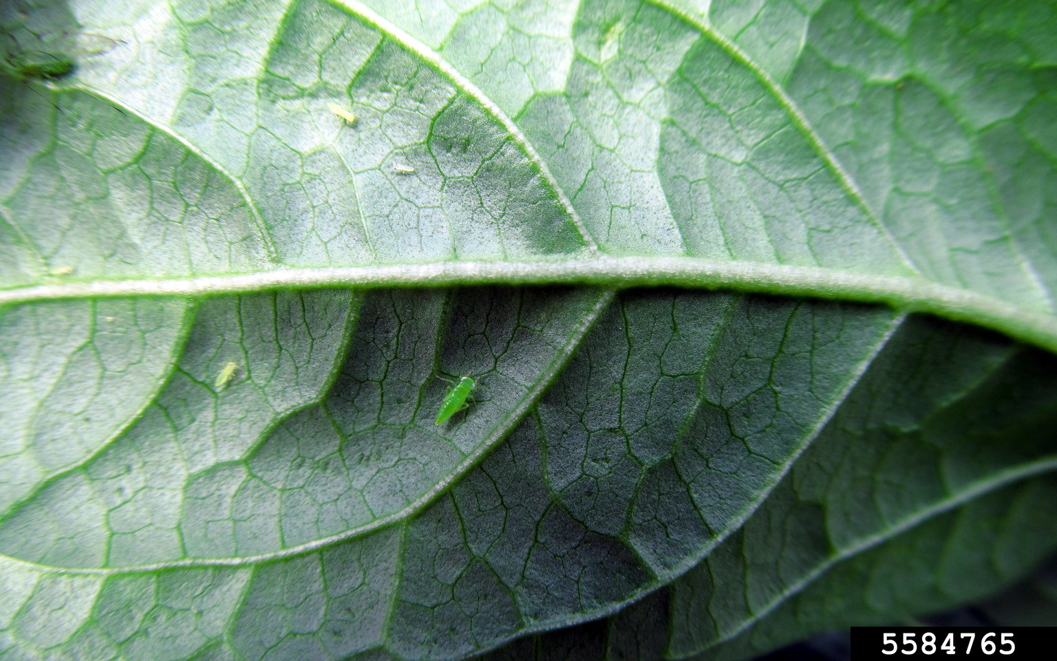 Green Leafhopper (Empoasca decipiens Paoli, 1930)