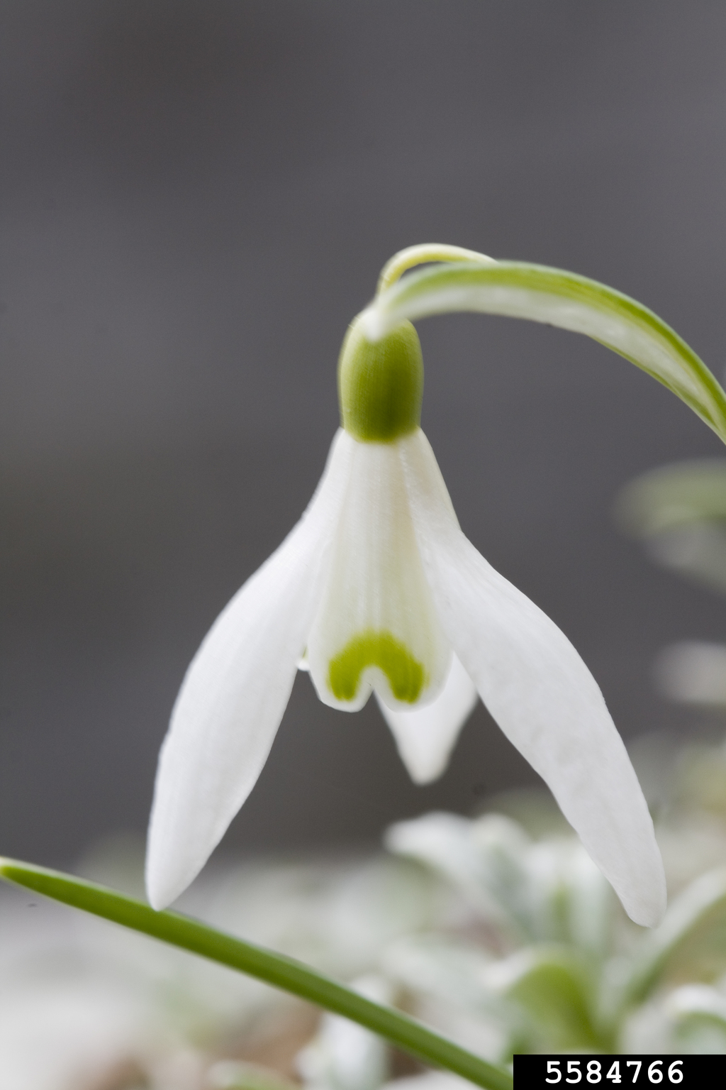 snowdrop (Galanthus nivalis)