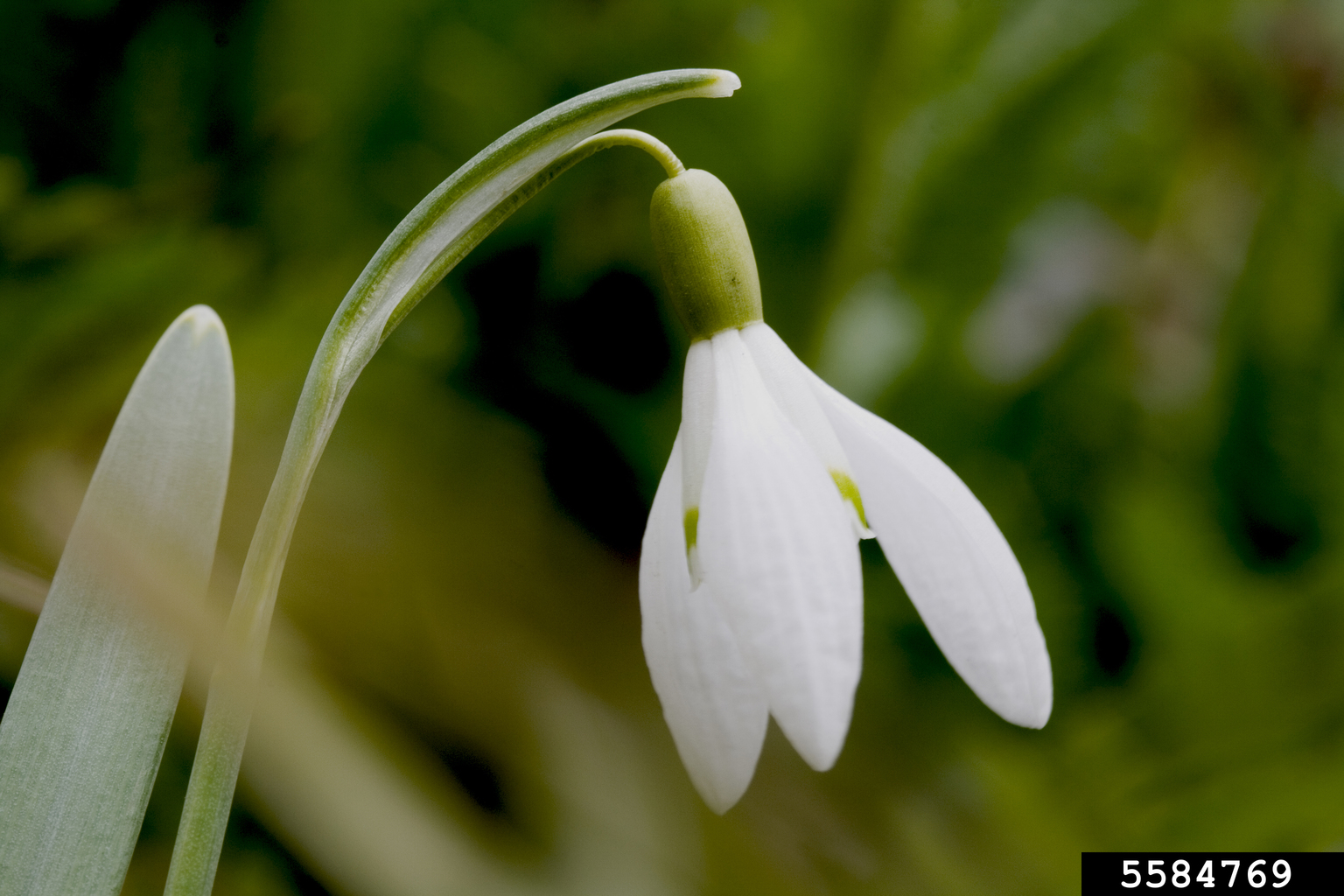 snowdrop (Galanthus nivalis)