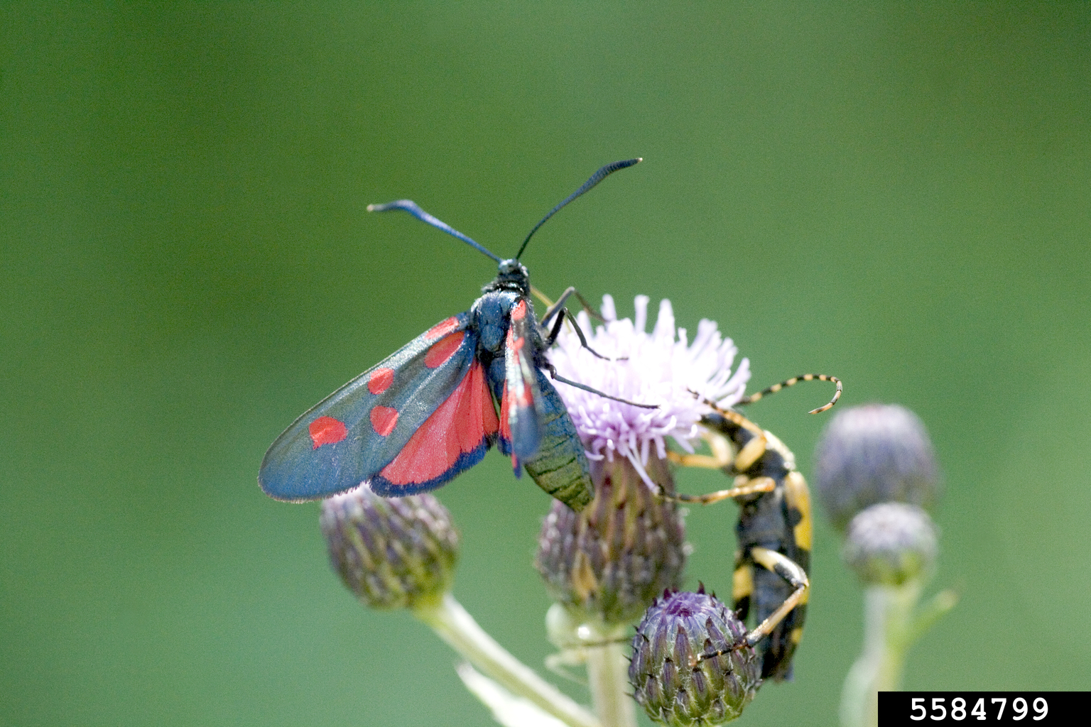 five-spot burnet (Zygaena trifolii (Esper))