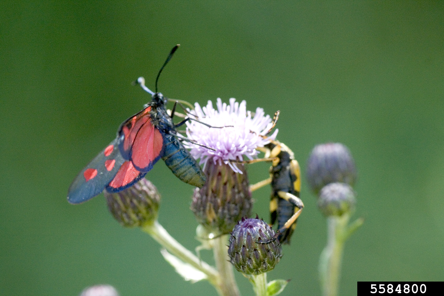 five-spot burnet (Zygaena trifolii (Esper))