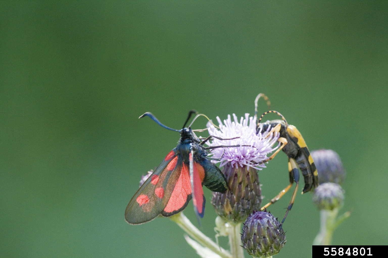 five-spot burnet (Zygaena trifolii (Esper))