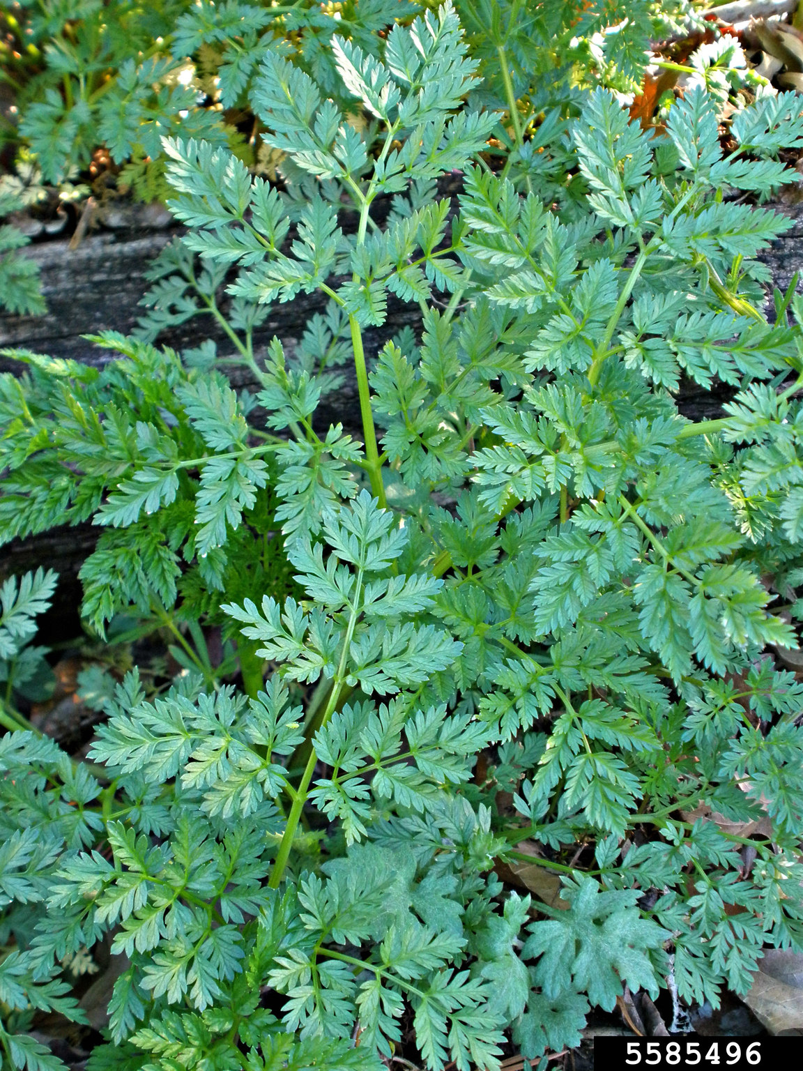 poison hemlock (Conium maculatum)