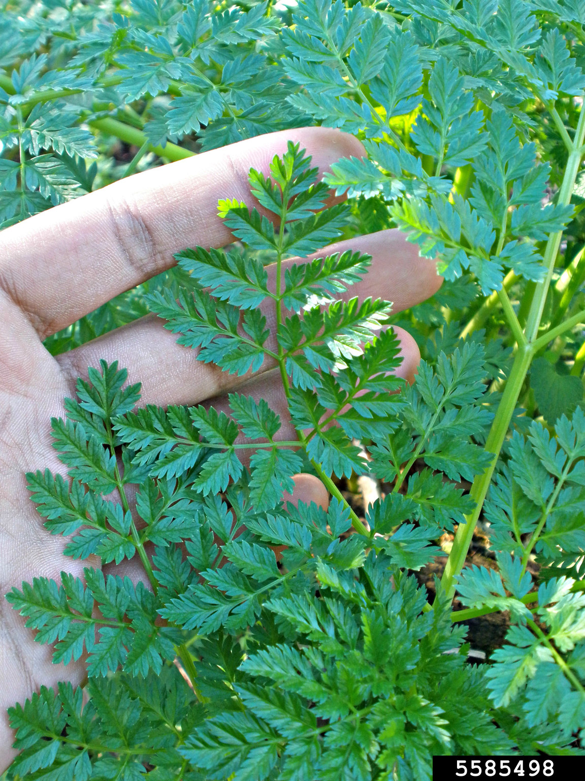 poison hemlock (Conium maculatum L.)