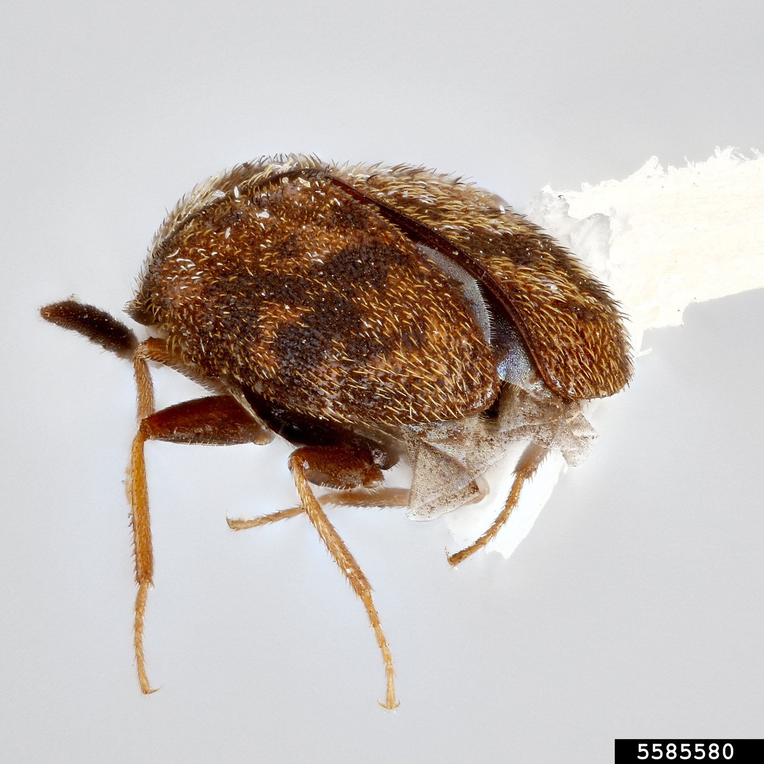 Carpet beetle (Trogoderma sternale ssp. maderae Beal)