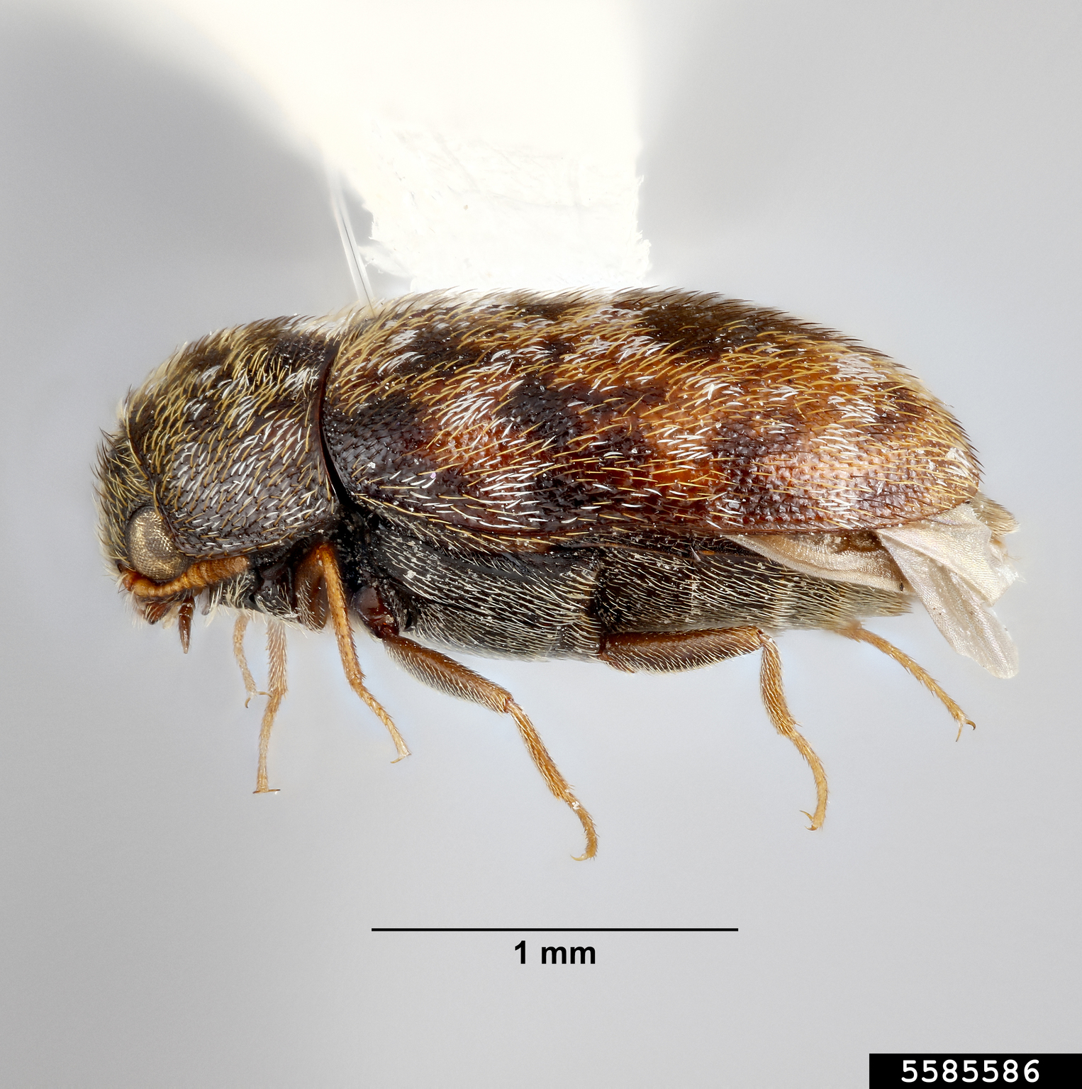 Carpet beetle (Trogoderma sternale ssp. maderae)