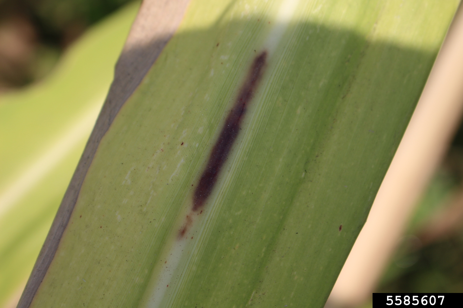 sugarcane red rot (Colletotrichum falcatum Went 1893)
