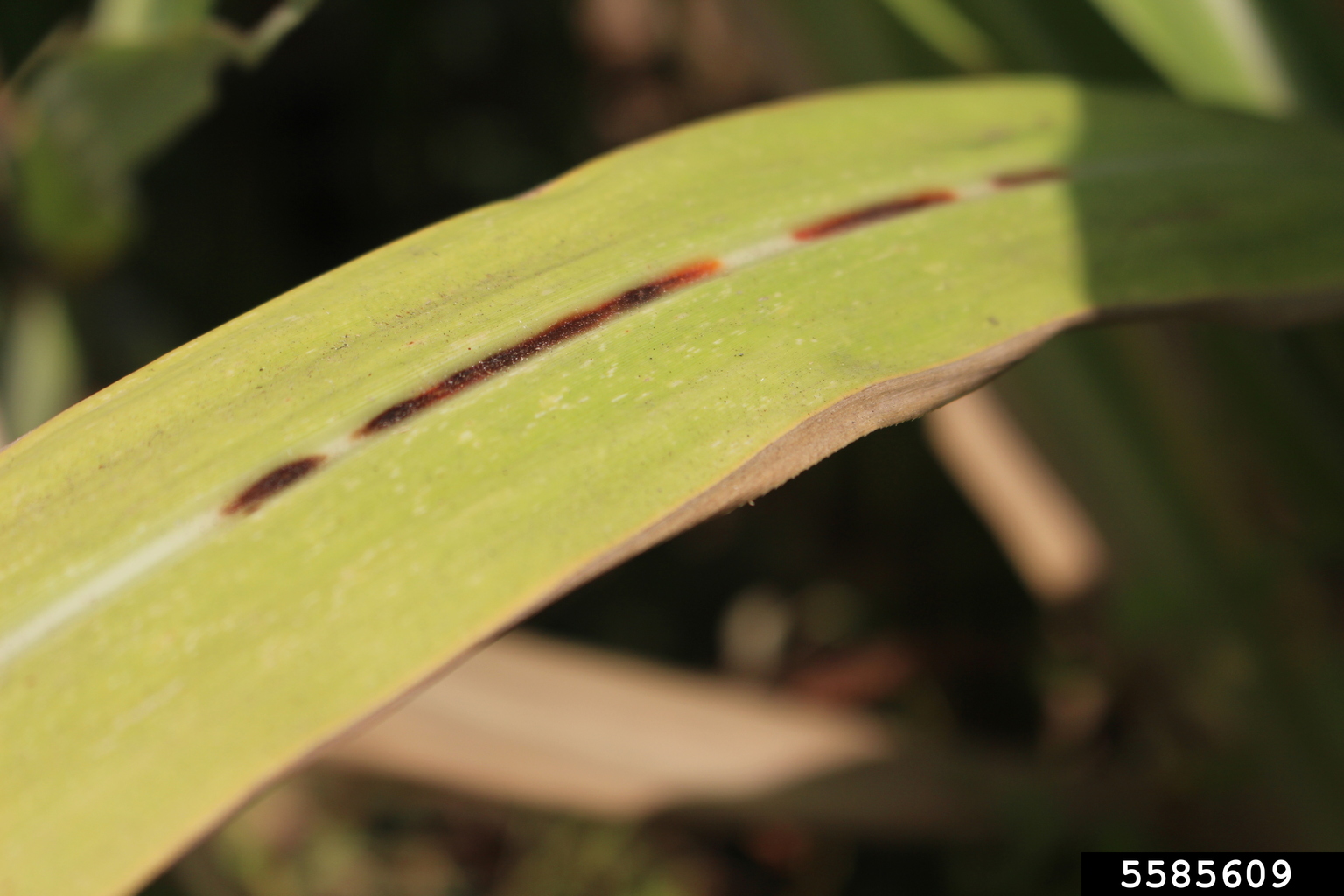 sugarcane red rot (Colletotrichum falcatum)
