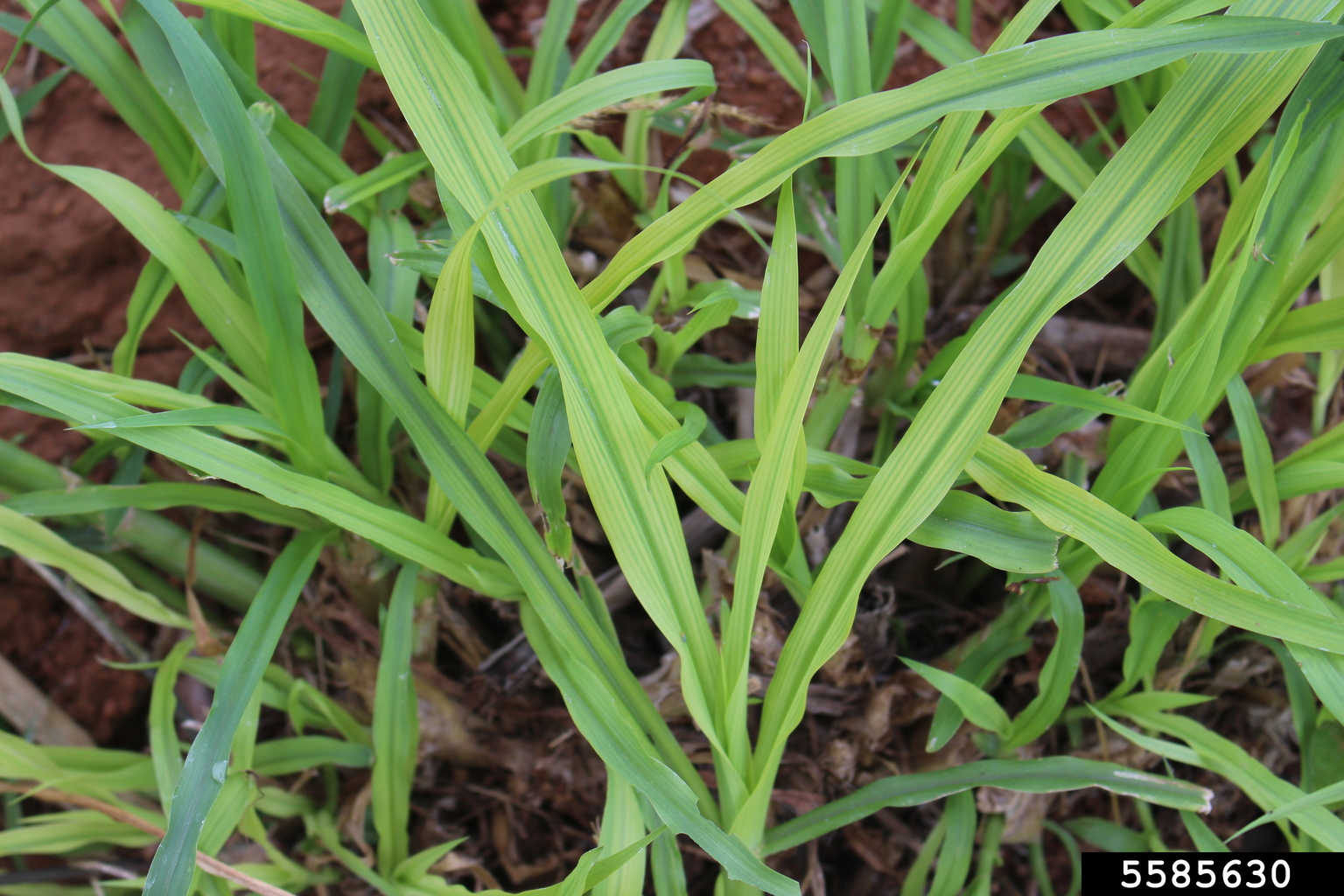 Napier grass stunt disease (Phytoplasma NGSD)