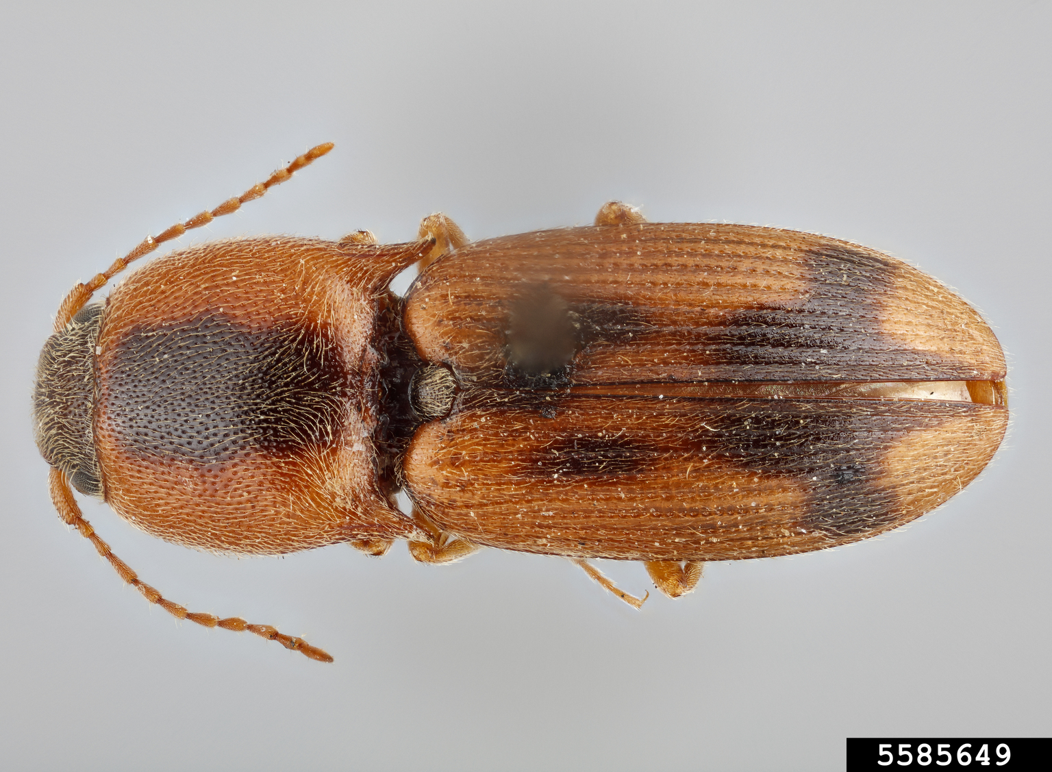 Click beetle (Aeolus dorsalis)