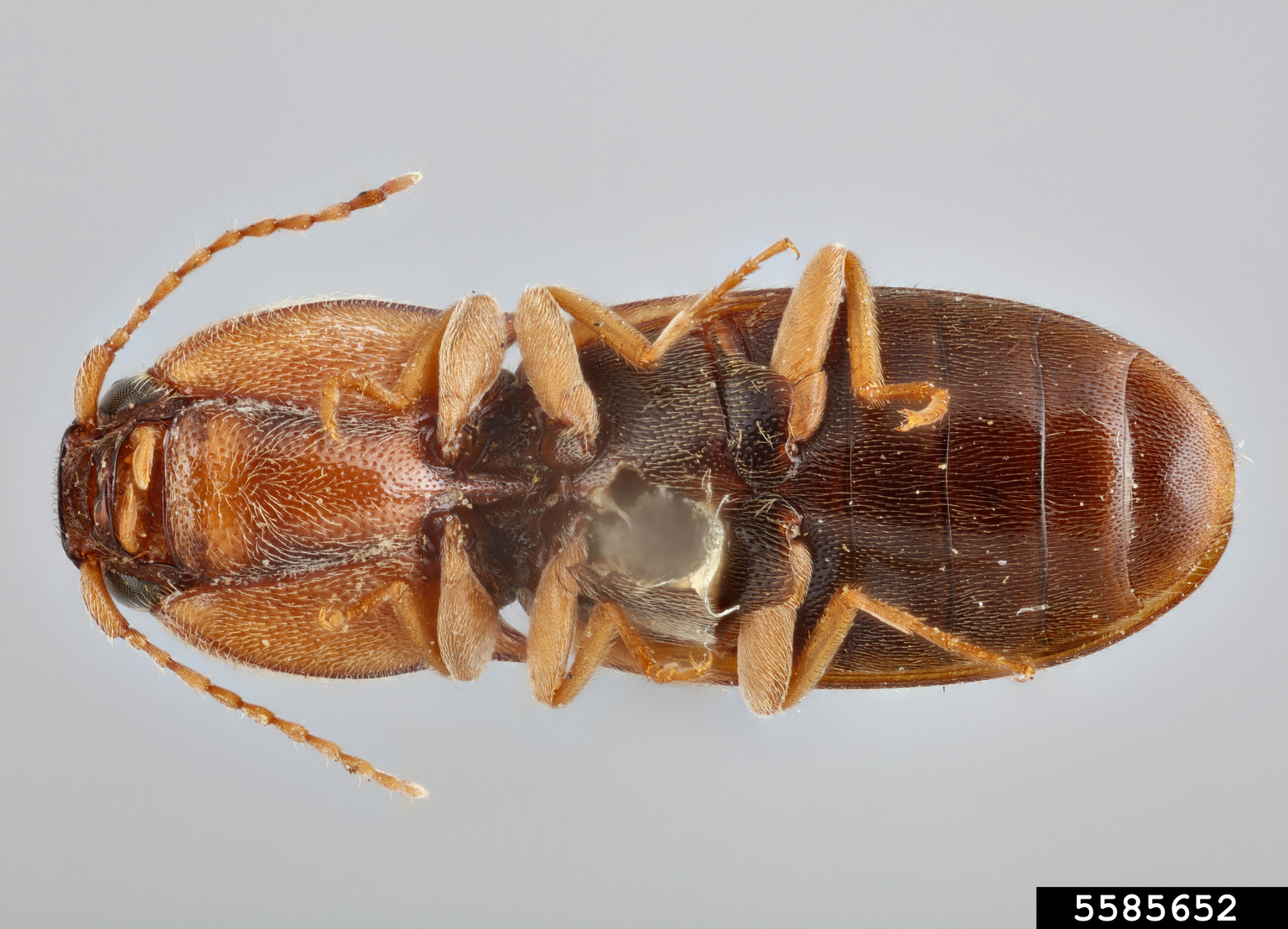 Click beetle (Aeolus dorsalis)