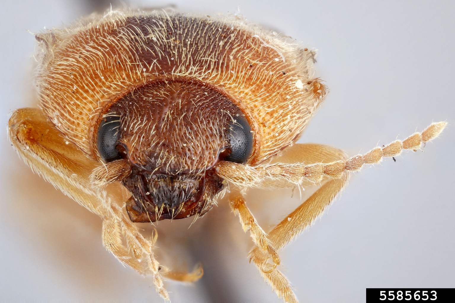 Click beetle, Aeolus dorsalis (Coleoptera: Elateridae) - 5585653