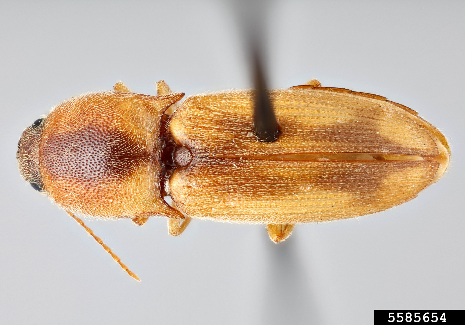 Click beetle (Aeolus dorsalis (Say))