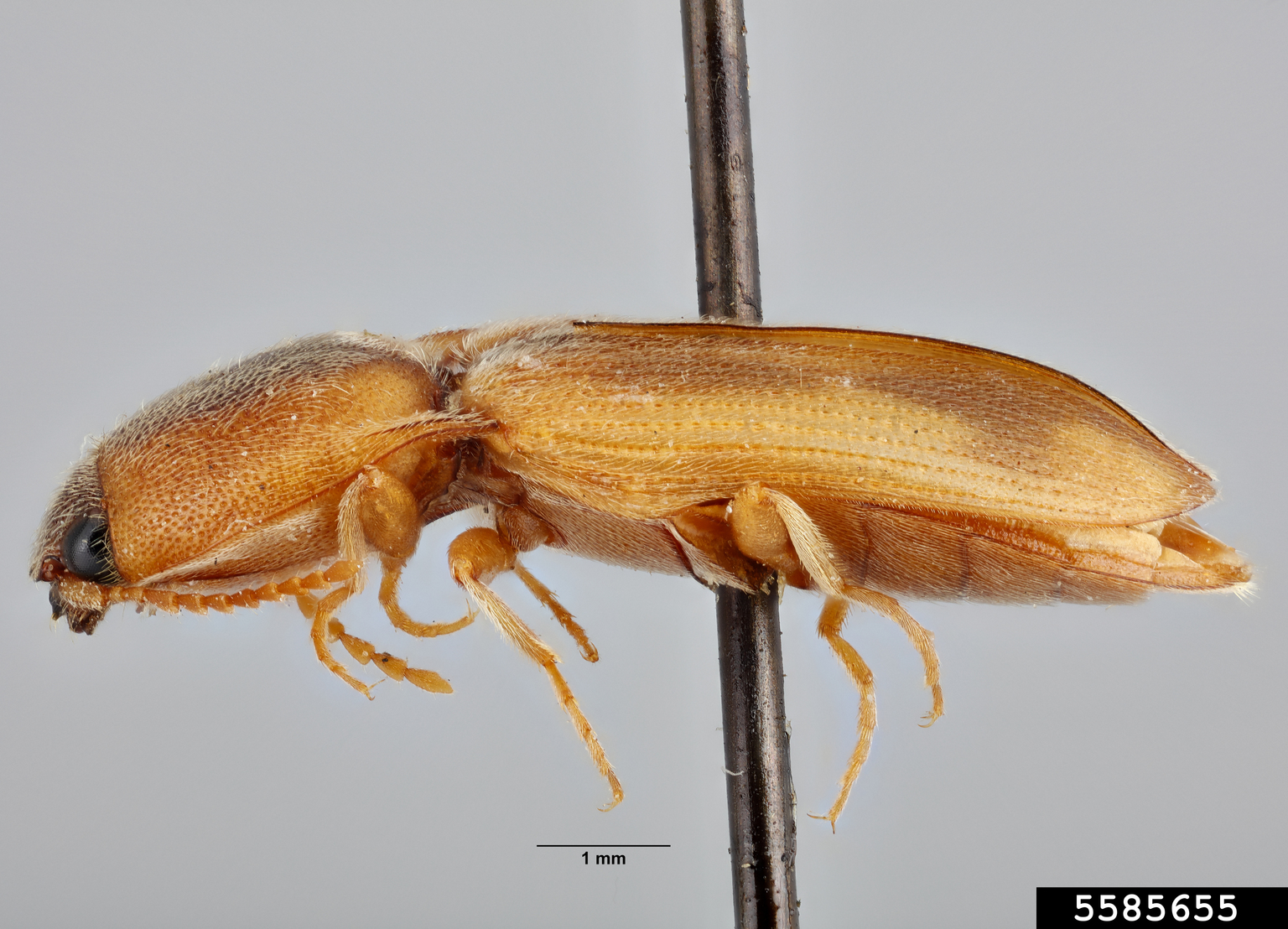 Click beetle (Aeolus dorsalis (Say))