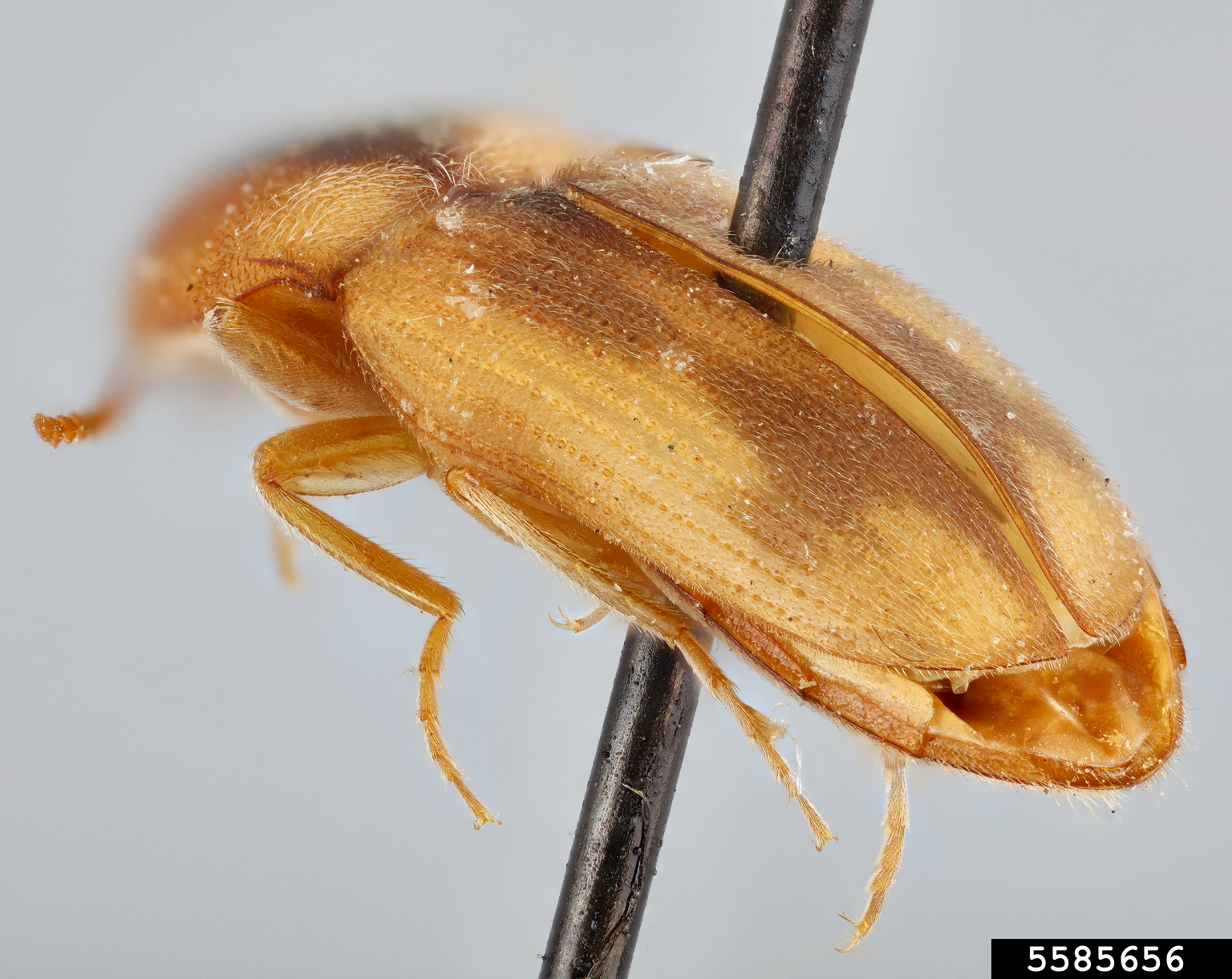 Click beetle (Aeolus dorsalis (Say))
