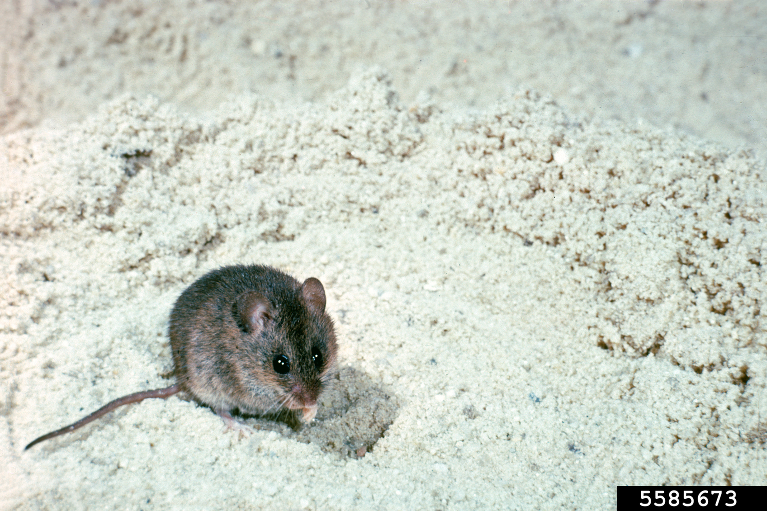 Eastern harvest mouse (Reithrodontomys humulis Audubon and Bachman, 1841)