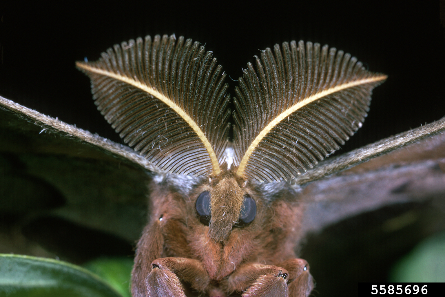 polyphemus moth (Antheraea polyphemus (Cramer))