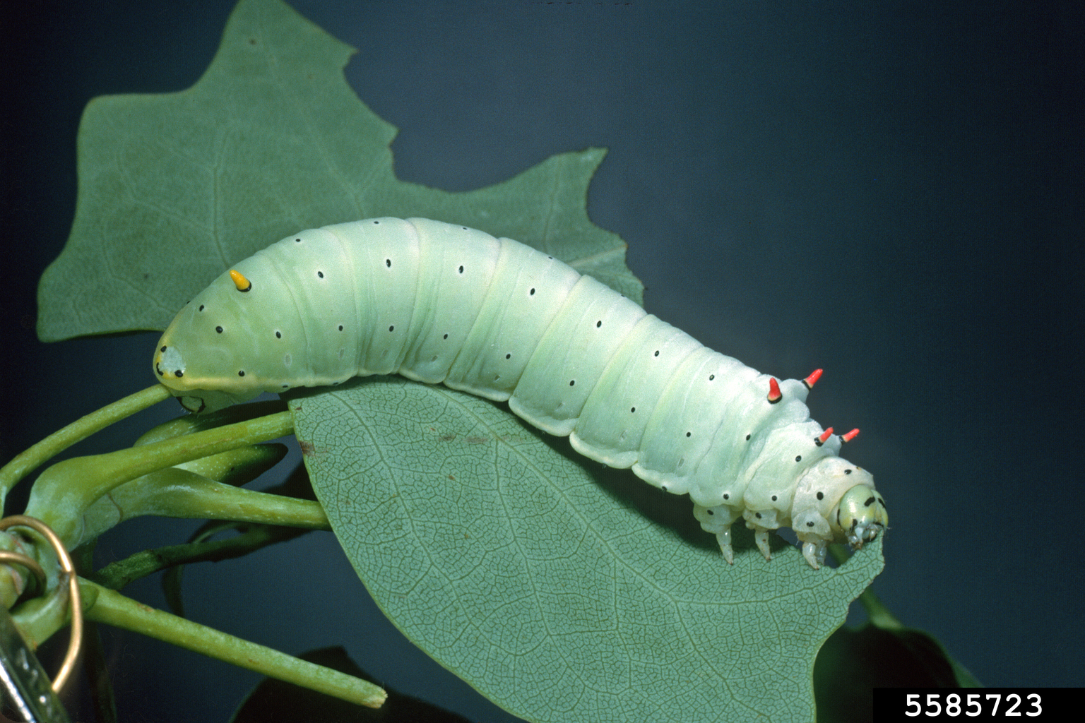 promethea moth (Callosamia promethea (Drury))