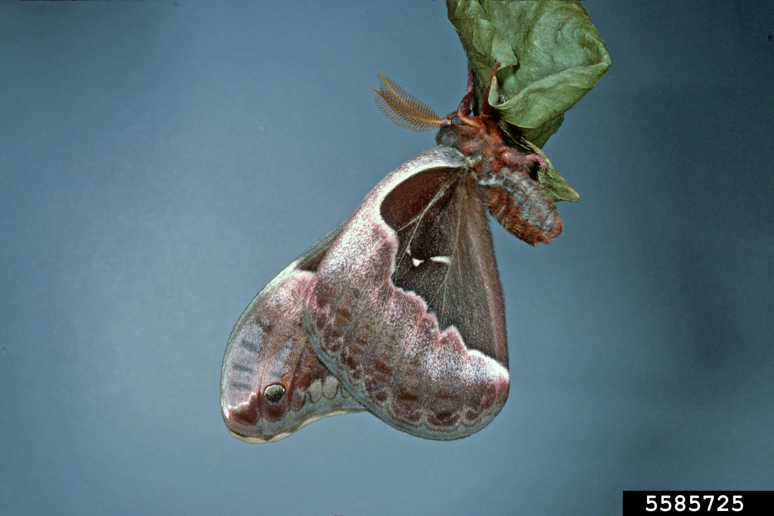 promethea moth (Callosamia promethea (Drury))
