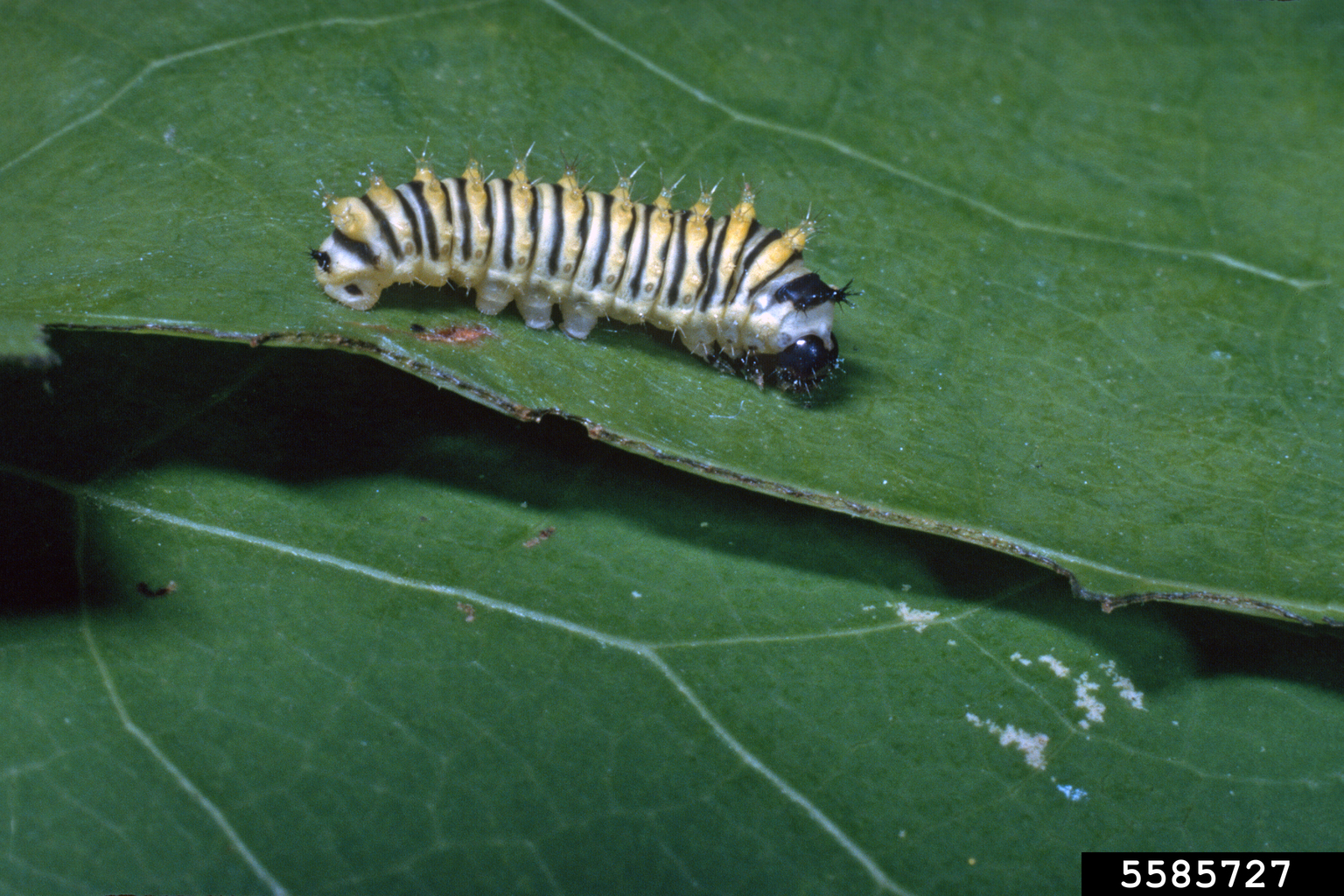 promethea moth (Callosamia promethea)