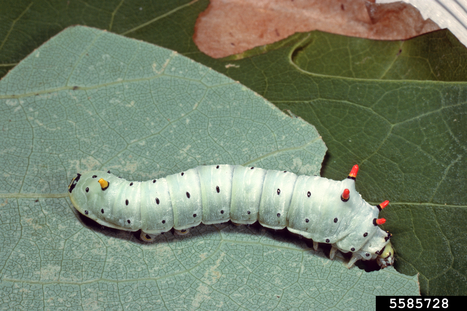 promethea moth (Callosamia promethea)