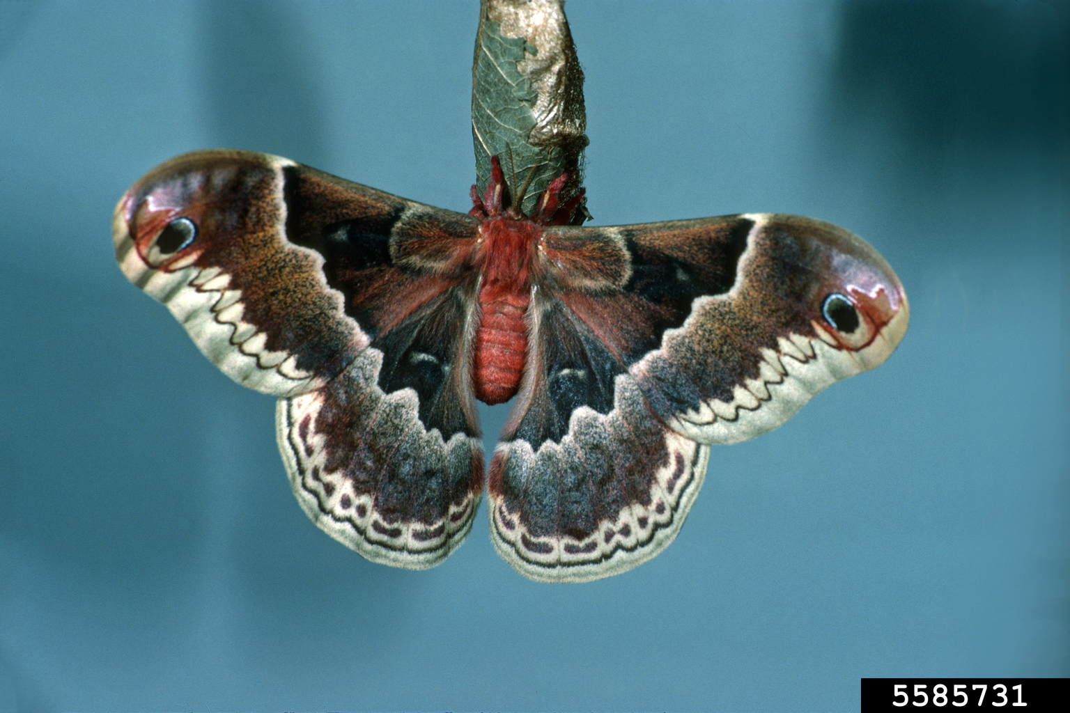 promethea moth (Callosamia promethea)