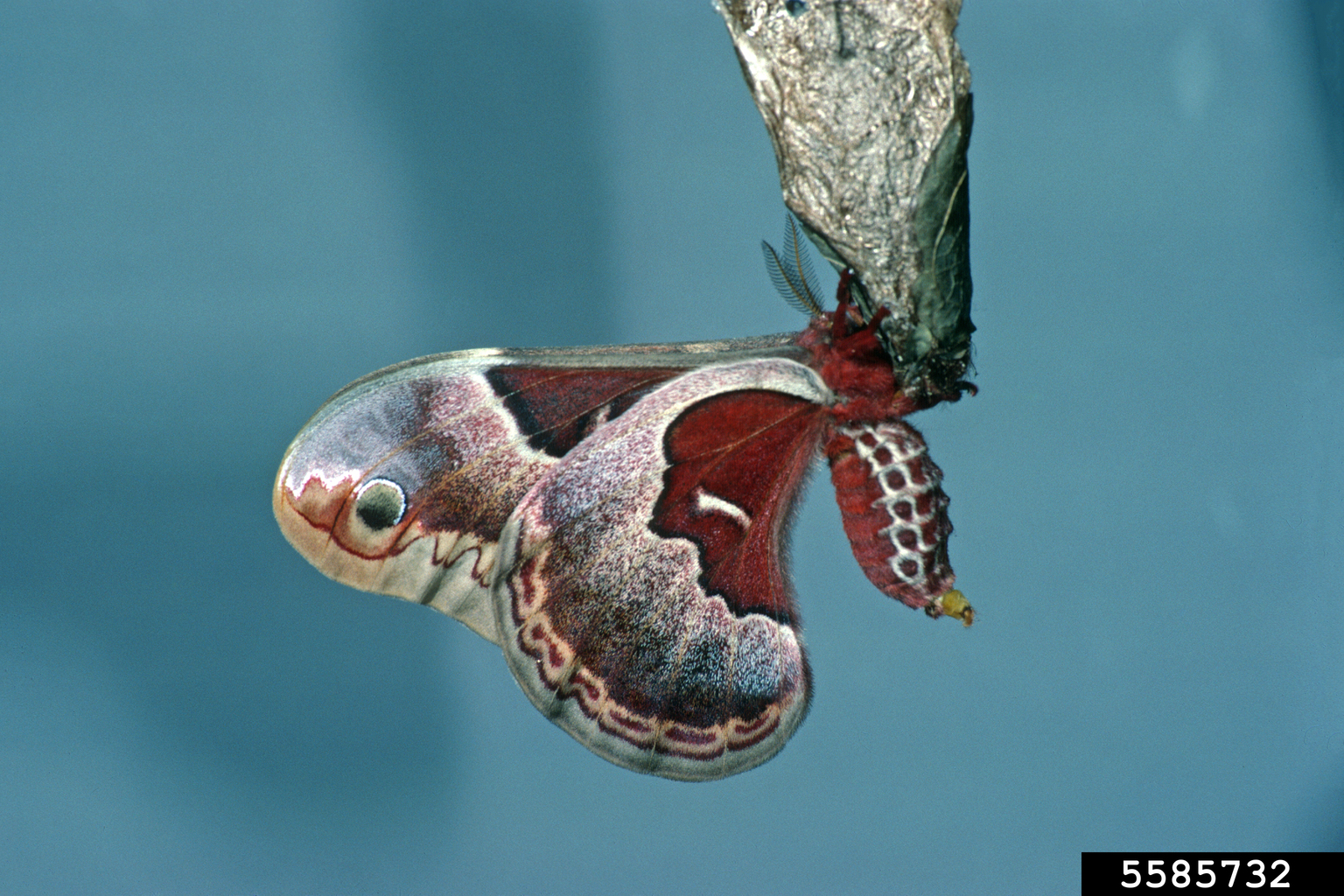 promethea moth (Callosamia promethea (Drury))