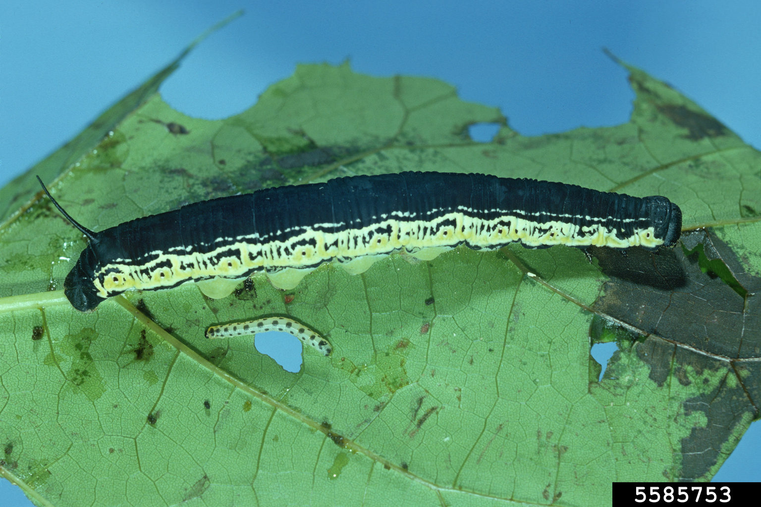 catalpa sphinx (Ceratomia catalpae (Boisduval))