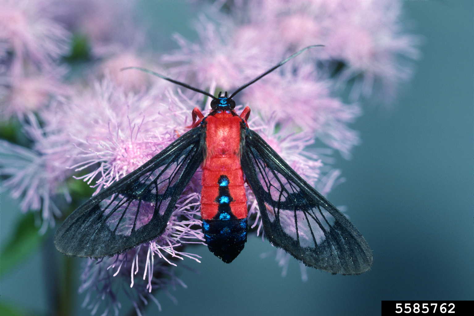 scarlet-bodied wasp moth (Cosmosoma myrodora Dyar, 1907)