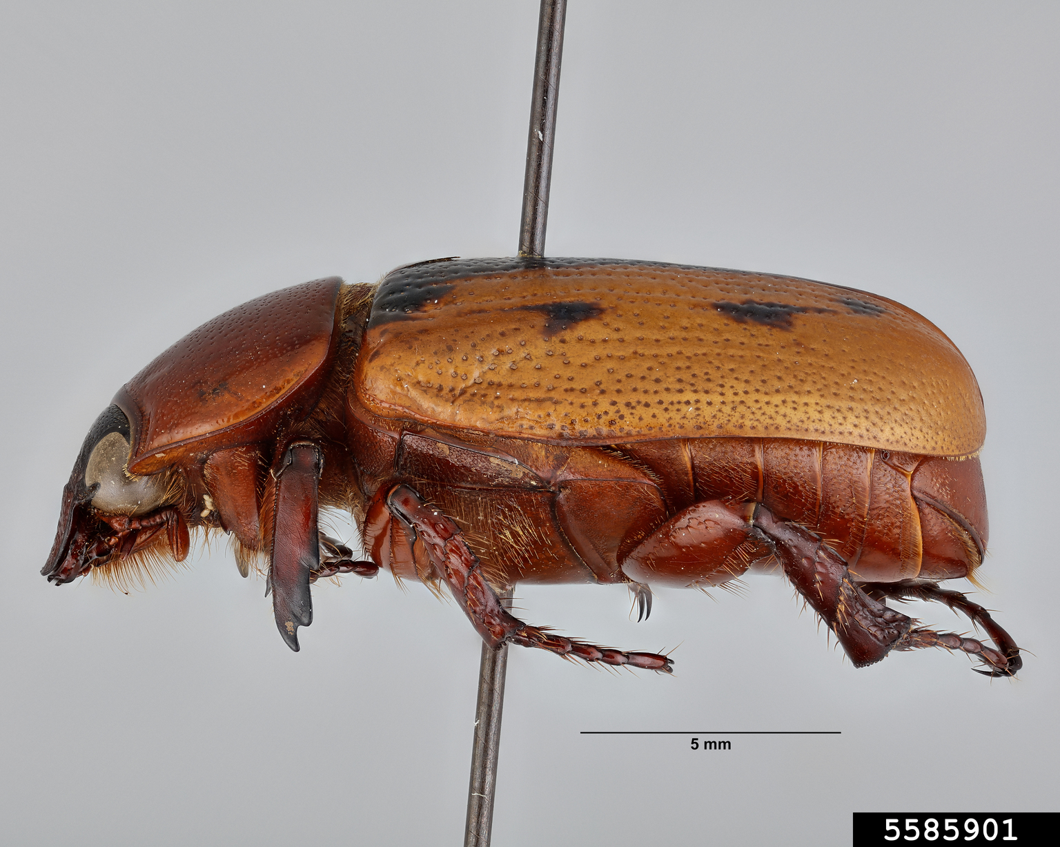 Masked chafer (Cyclocephala porioni)
