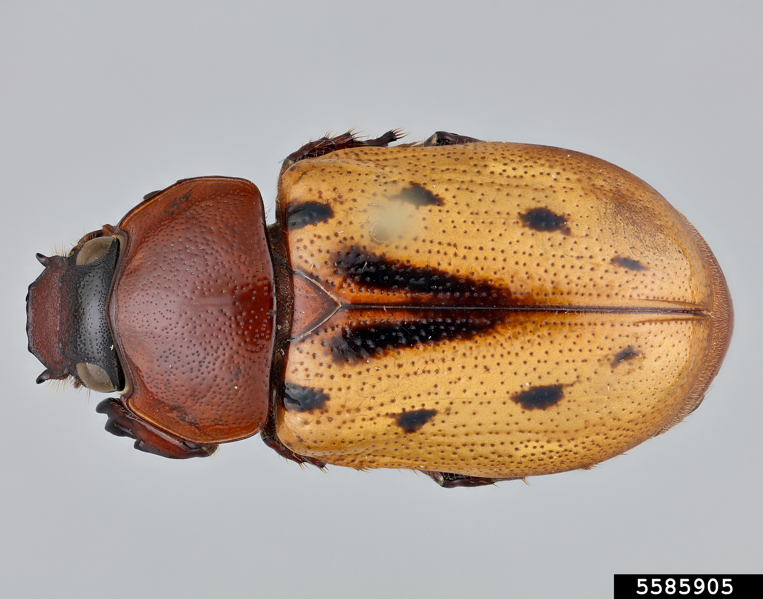 Masked chafer (Cyclocephala porioni Dechambre)