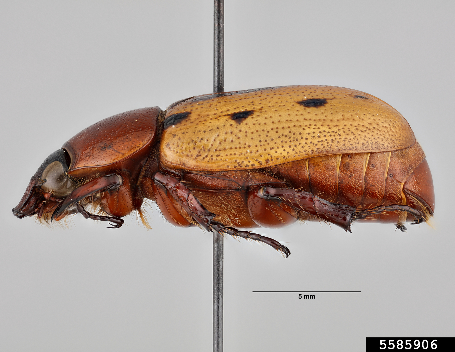 Masked chafer (Cyclocephala porioni Dechambre)