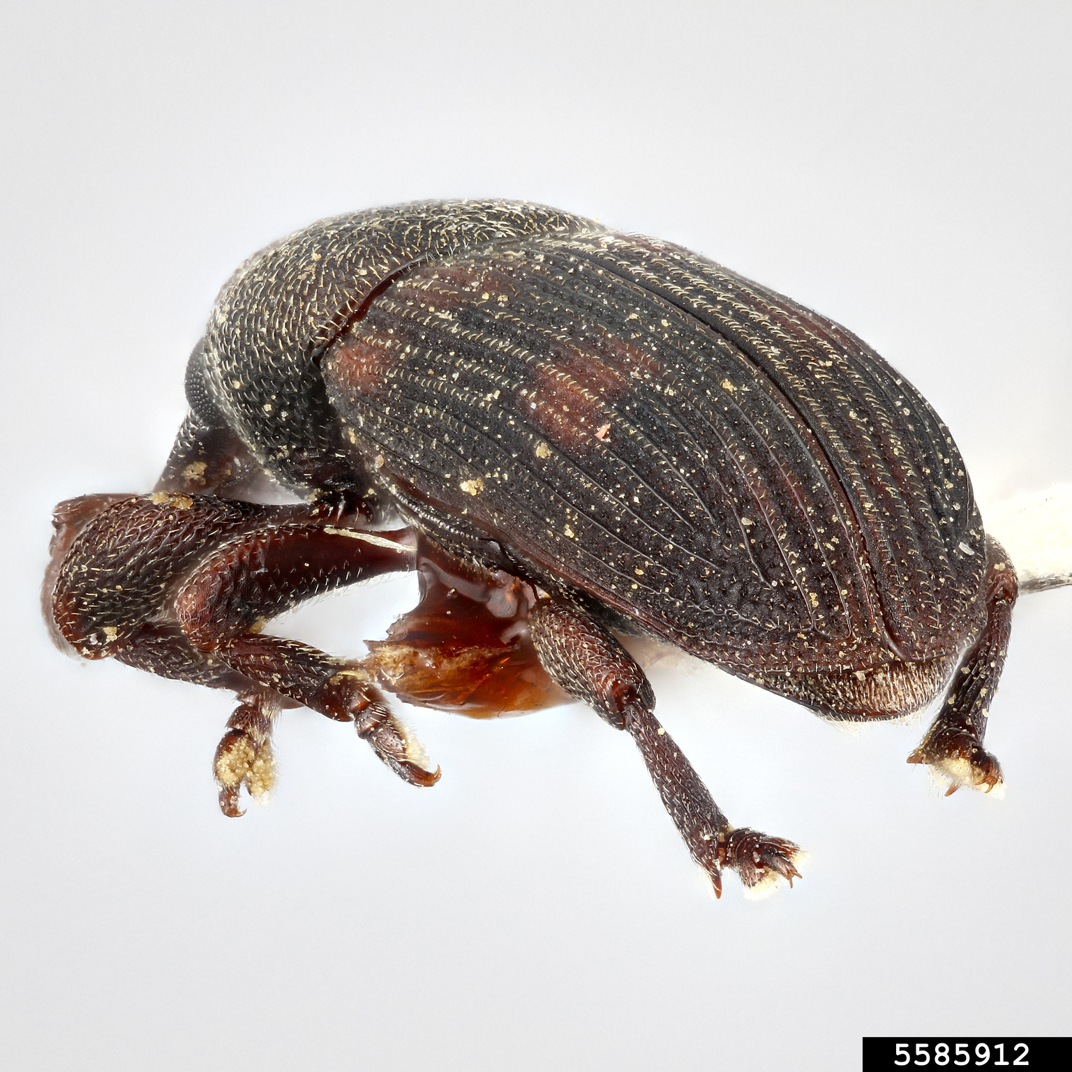 Weevil (Dynatopechus calandrodes Zimmerman)