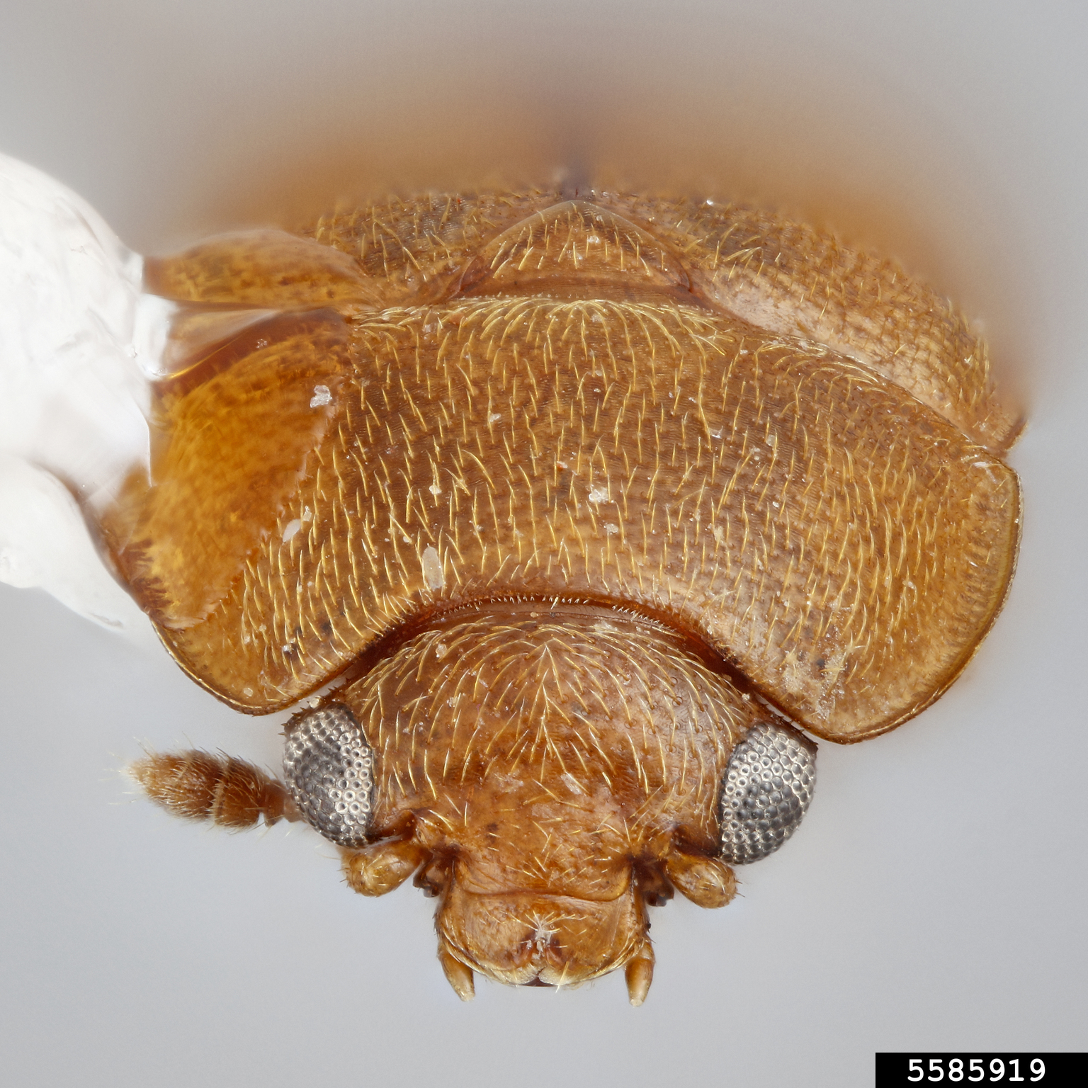 Pineapple sap beetle (Epuraea luteola Erichson)