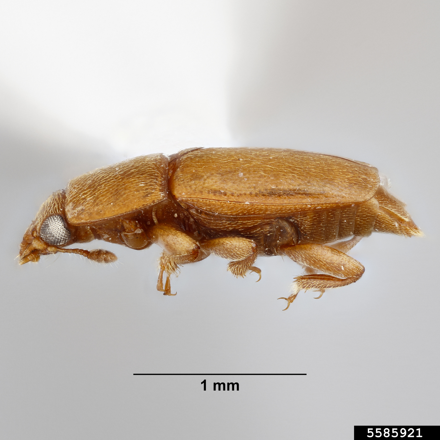Pineapple sap beetle (Epuraea luteola Erichson)