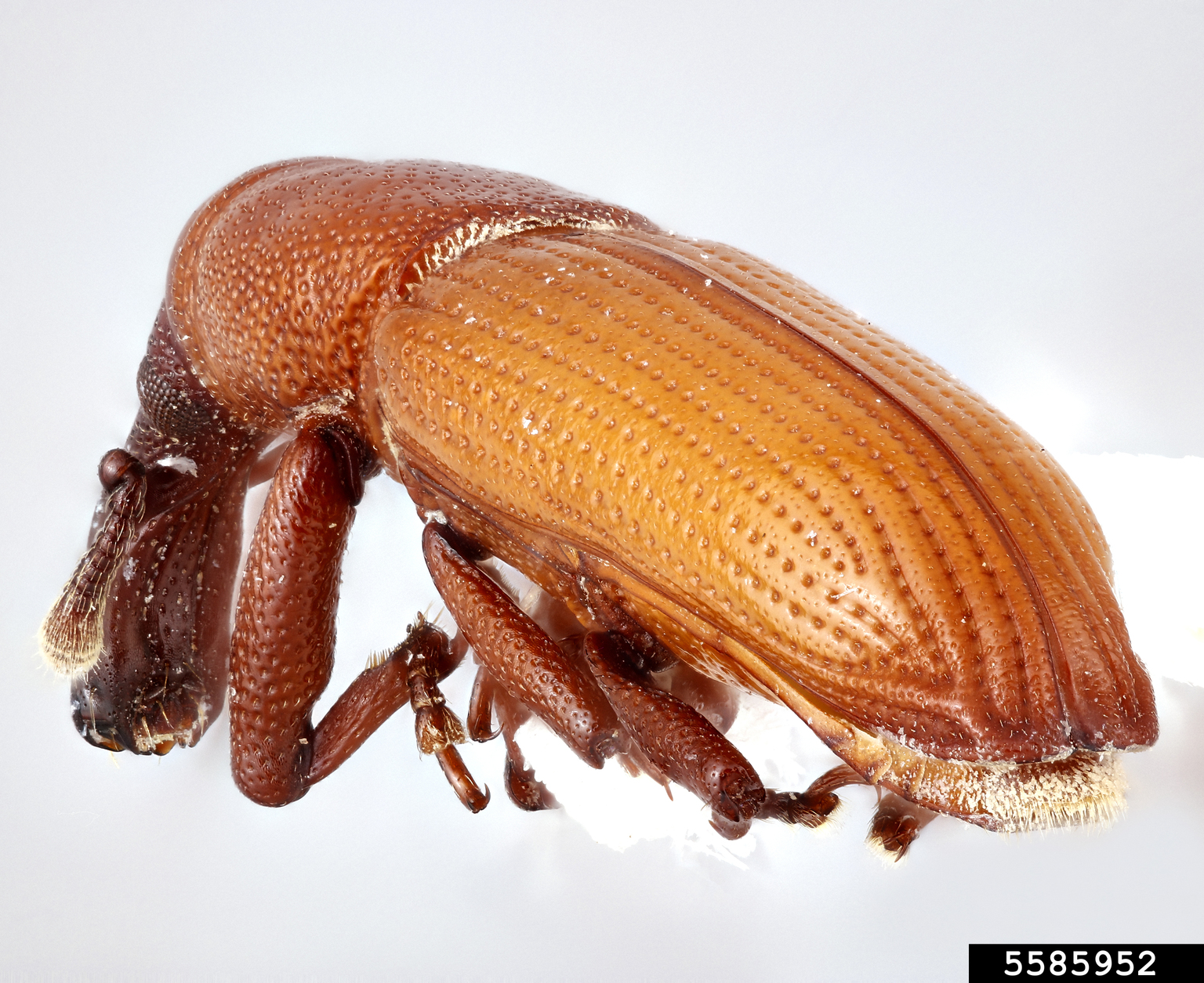 citrus flower beetle (Oxydema fusiforme)