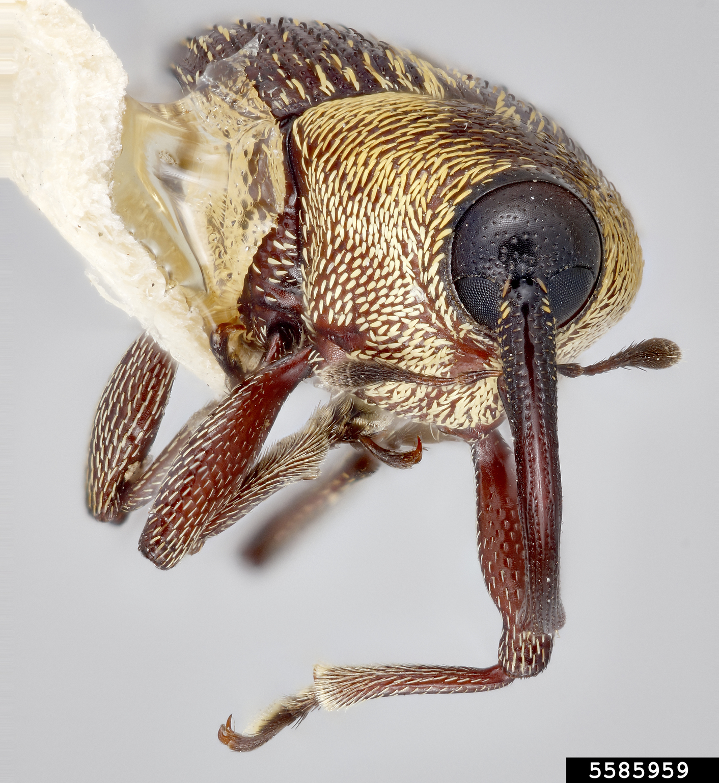 Weevil (Parisoschoenus flavolimbatus Hustache)