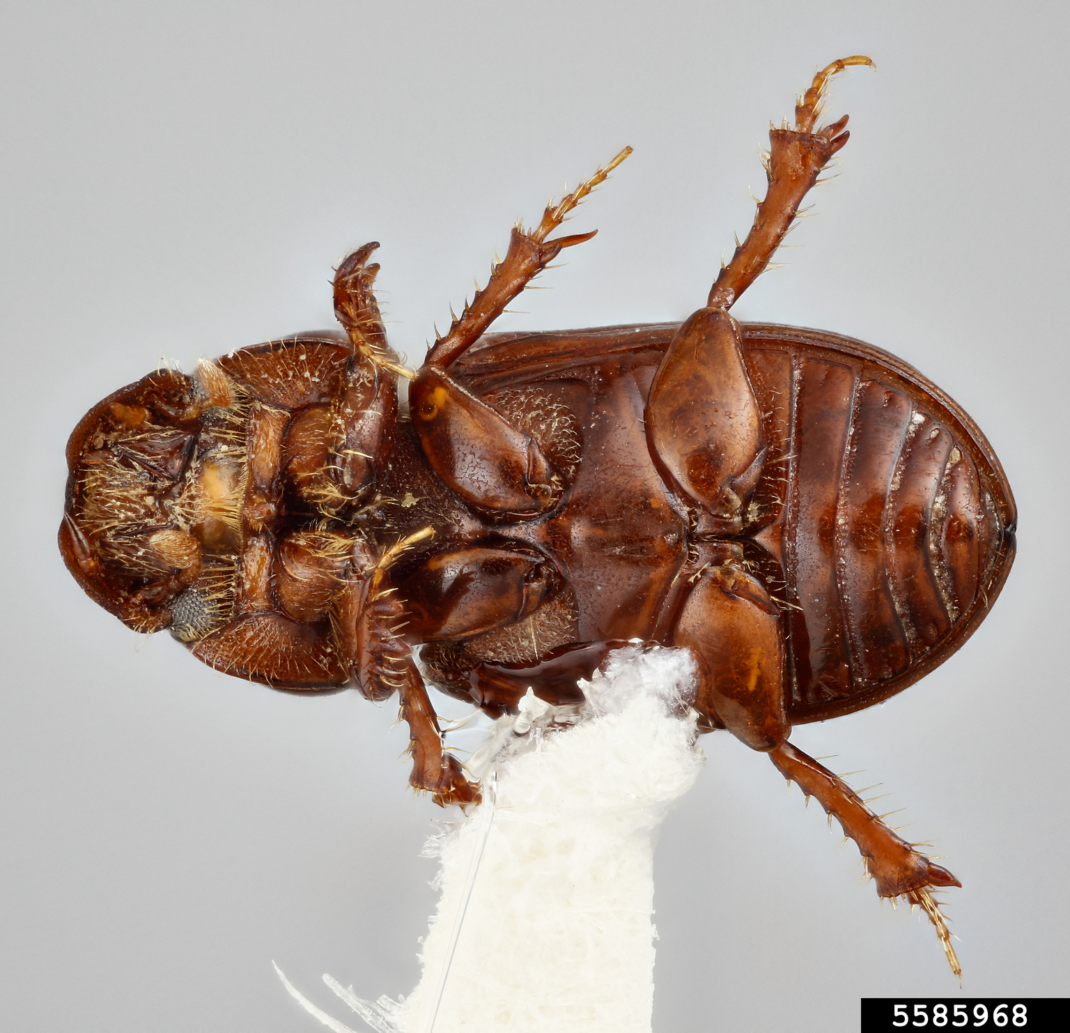 Dung Beetle Description