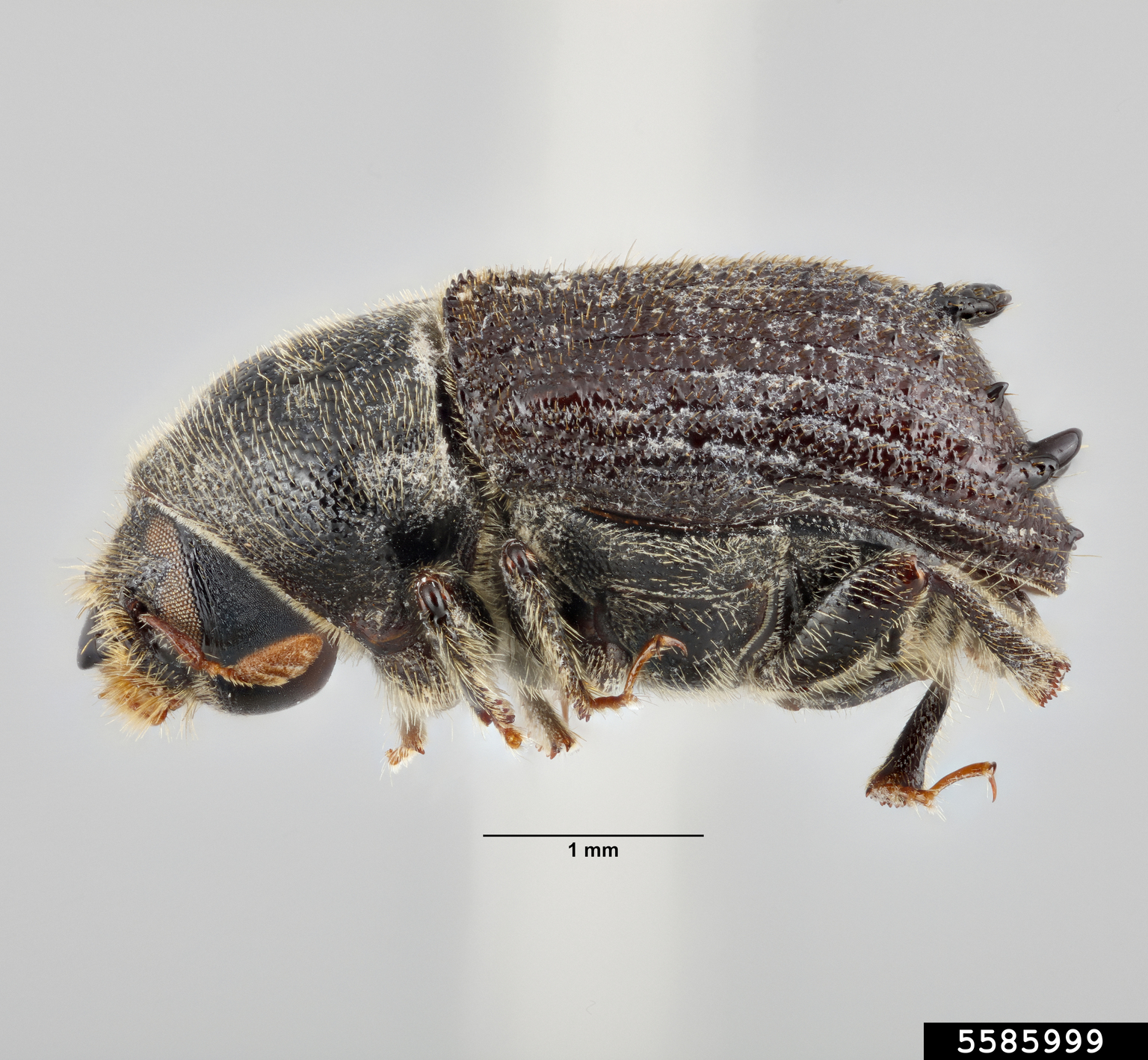 bark beetle (Phloeosinus armatus)