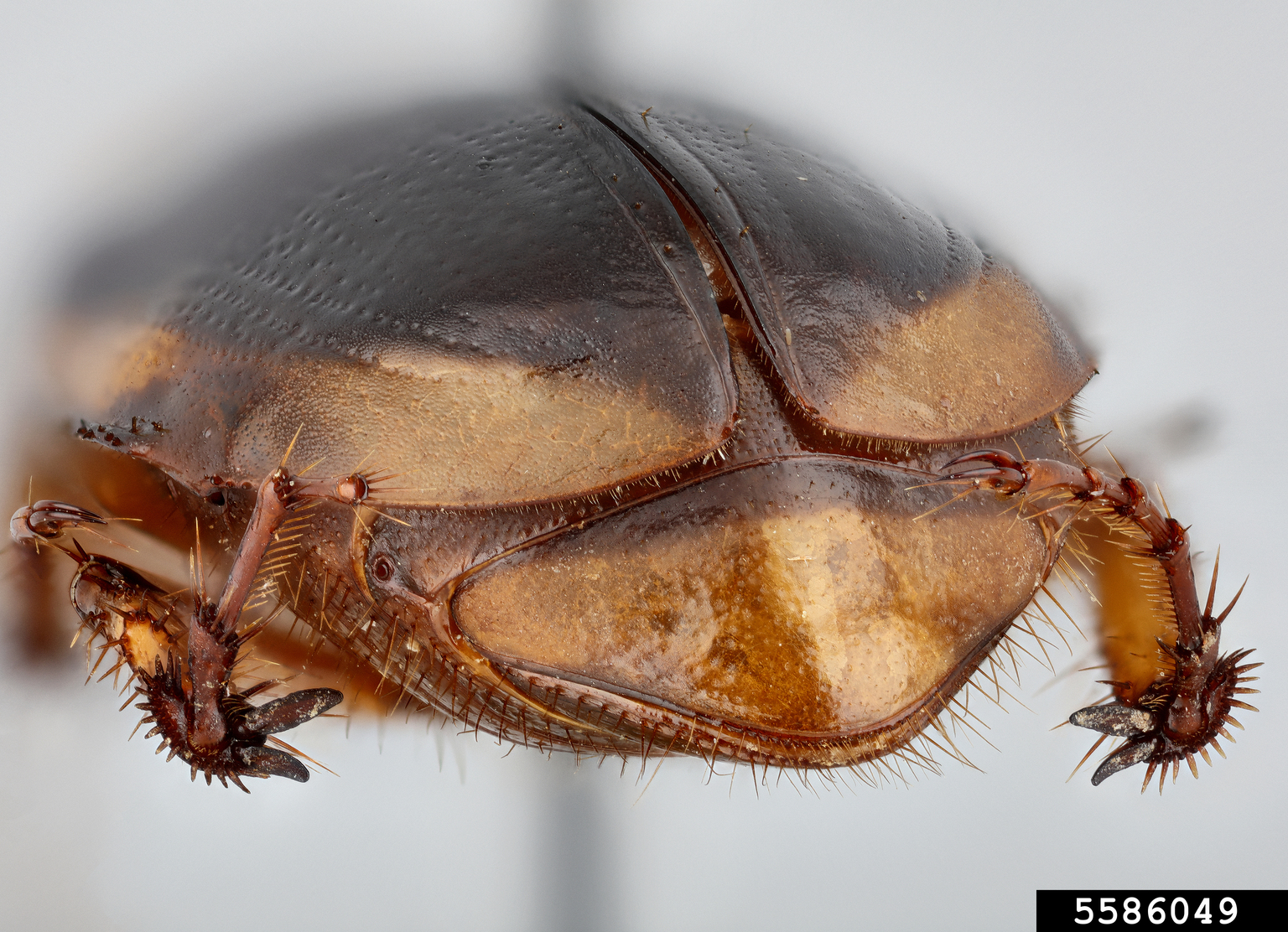Masked chafer (Cyclocephala amazona ssp. signata)