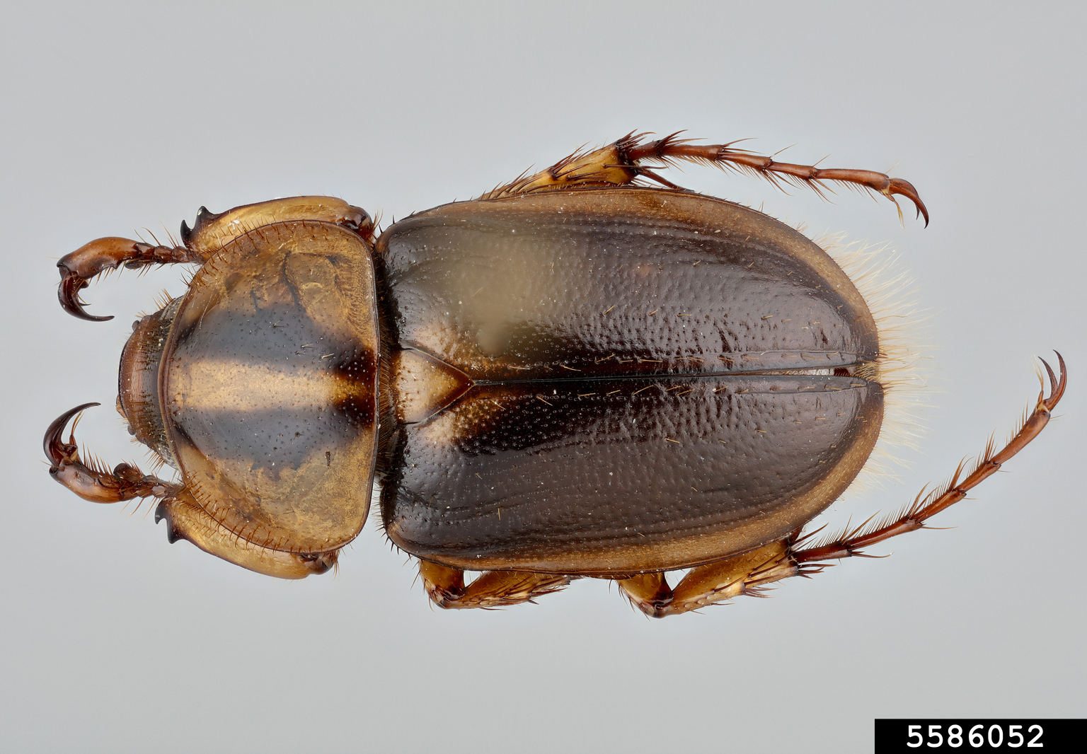 Masked chafer, Cyclocephala amazona ssp. signata (Coleoptera ...