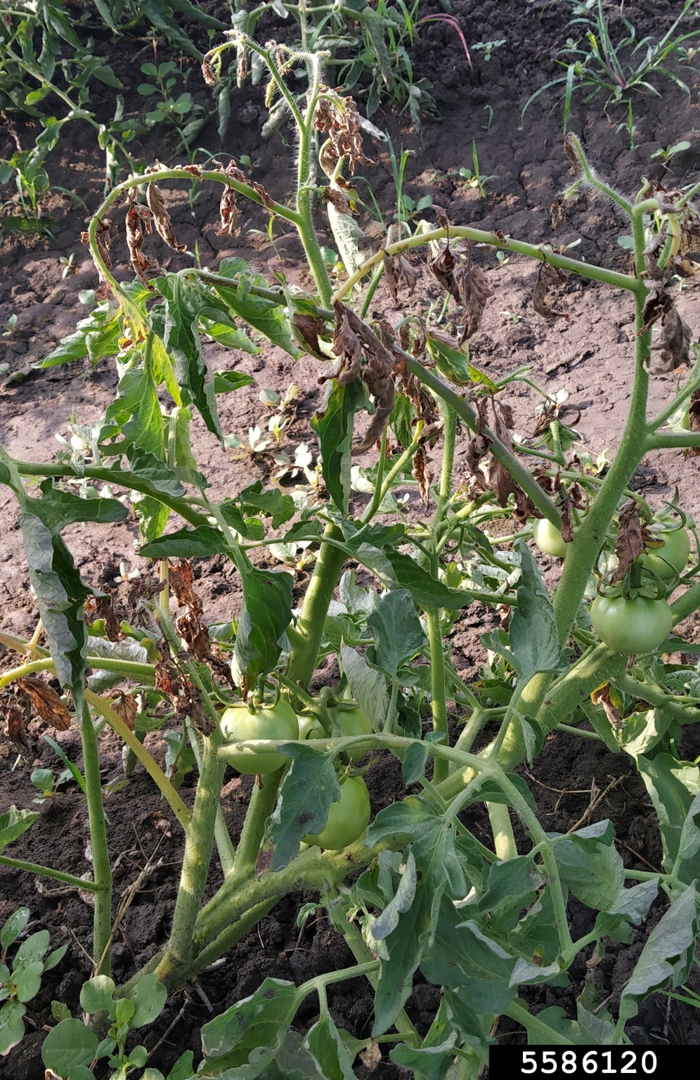 tomato spotted wilt virus (TSWV) (Tospovirus Tomato spotted wilt virus)