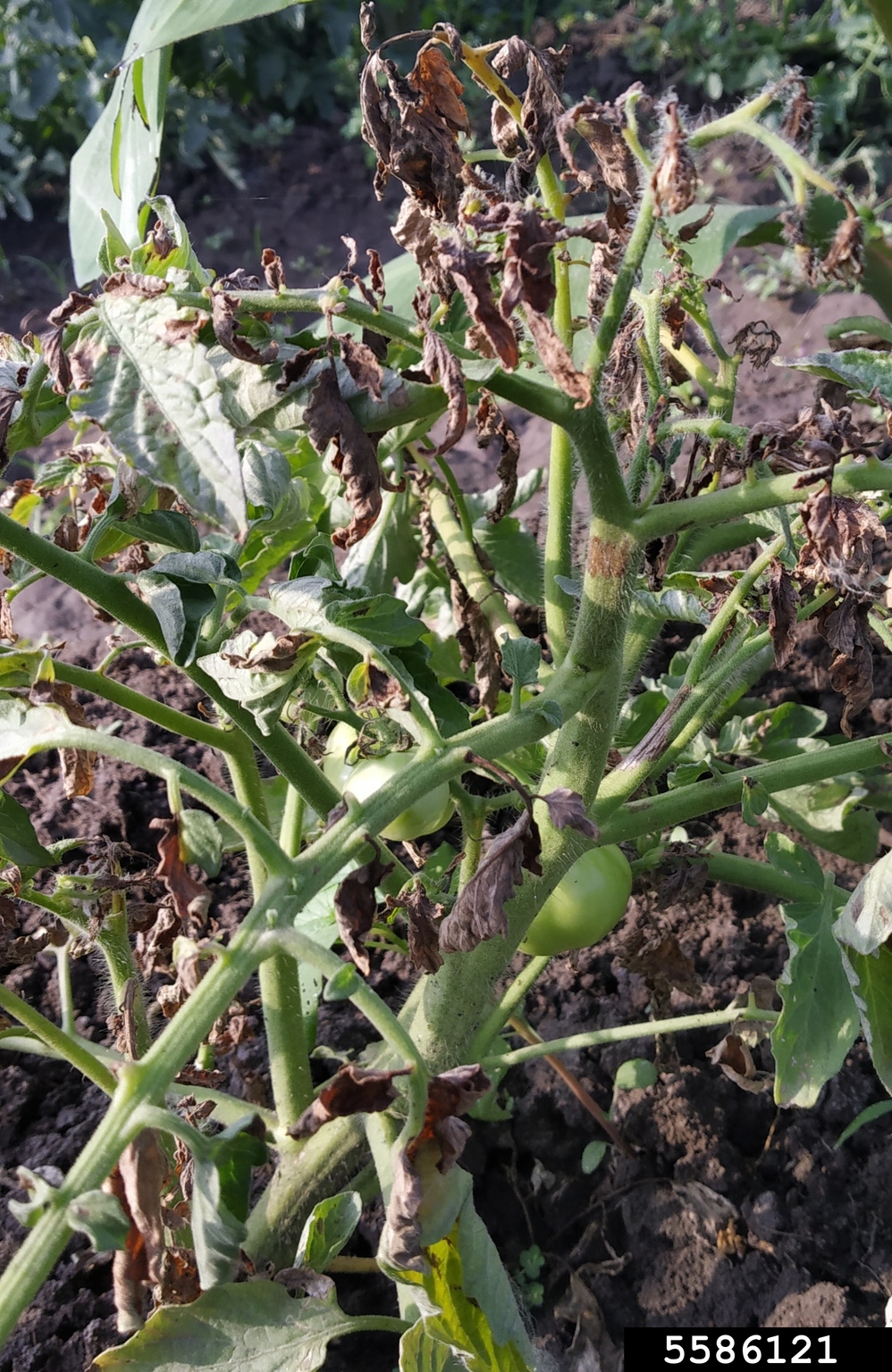 tomato spotted wilt virus (TSWV) (Tospovirus Tomato spotted wilt virus)